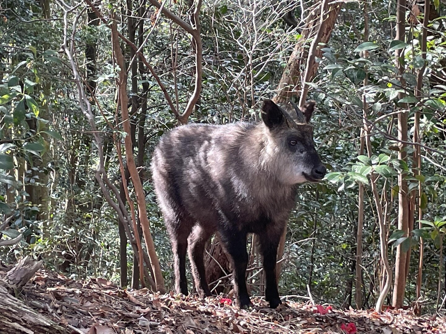 猿投山 / Ito_sanさんの猿投山・物見山の活動データ | YAMAP / ヤマップ