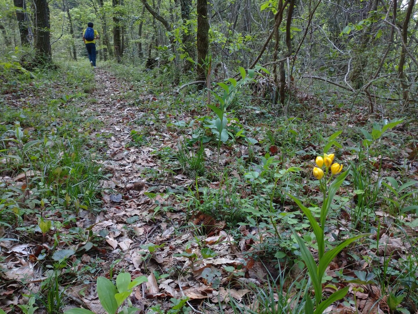 壺神山 / aoiさんの四国遍路その13の活動日記 | YAMAP / ヤマップ
