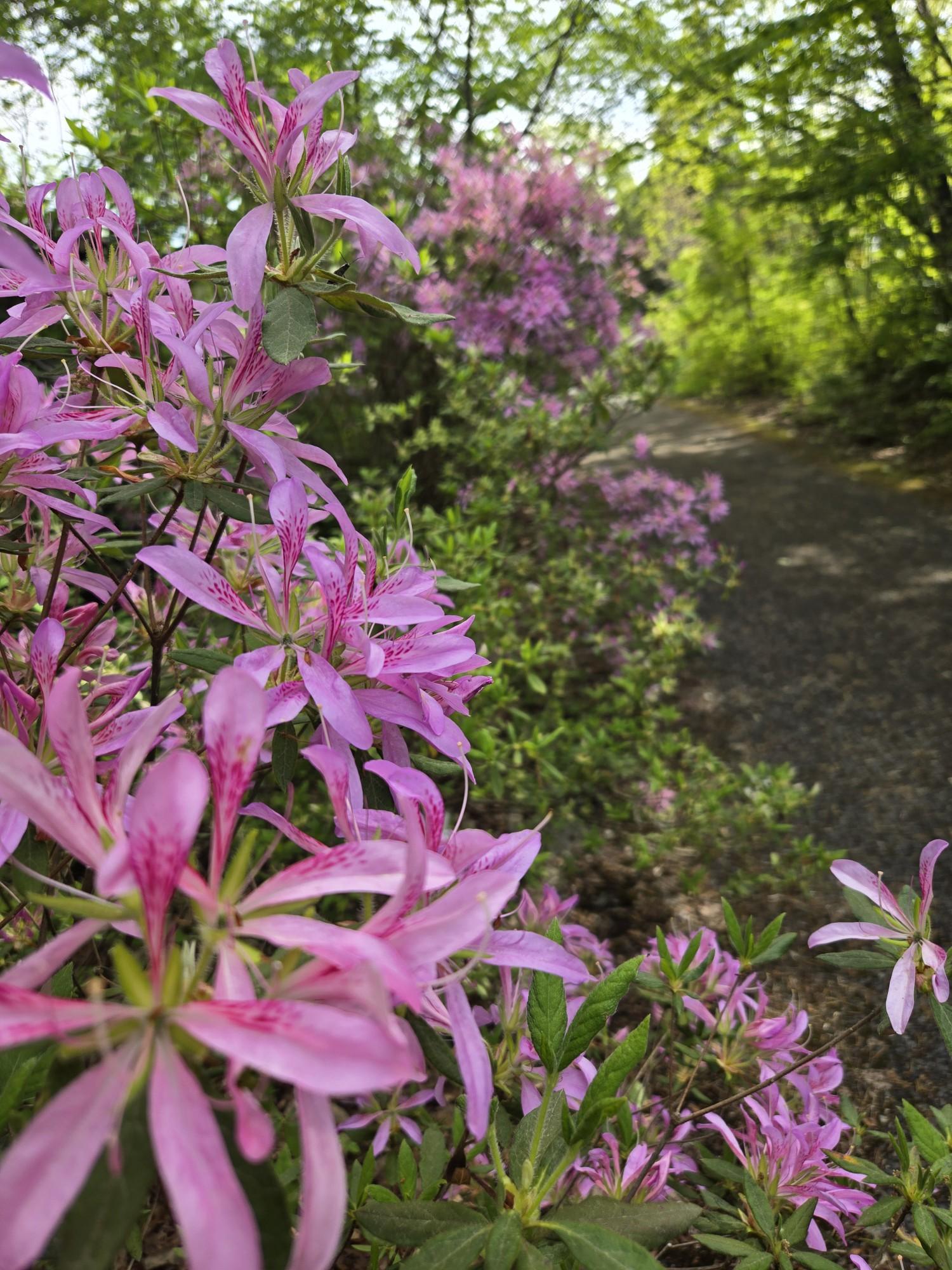 今日はファミリーDay、79歳母を歩かせ... / ヤマキチさんのモーメント | YAMAP / ヤマップ