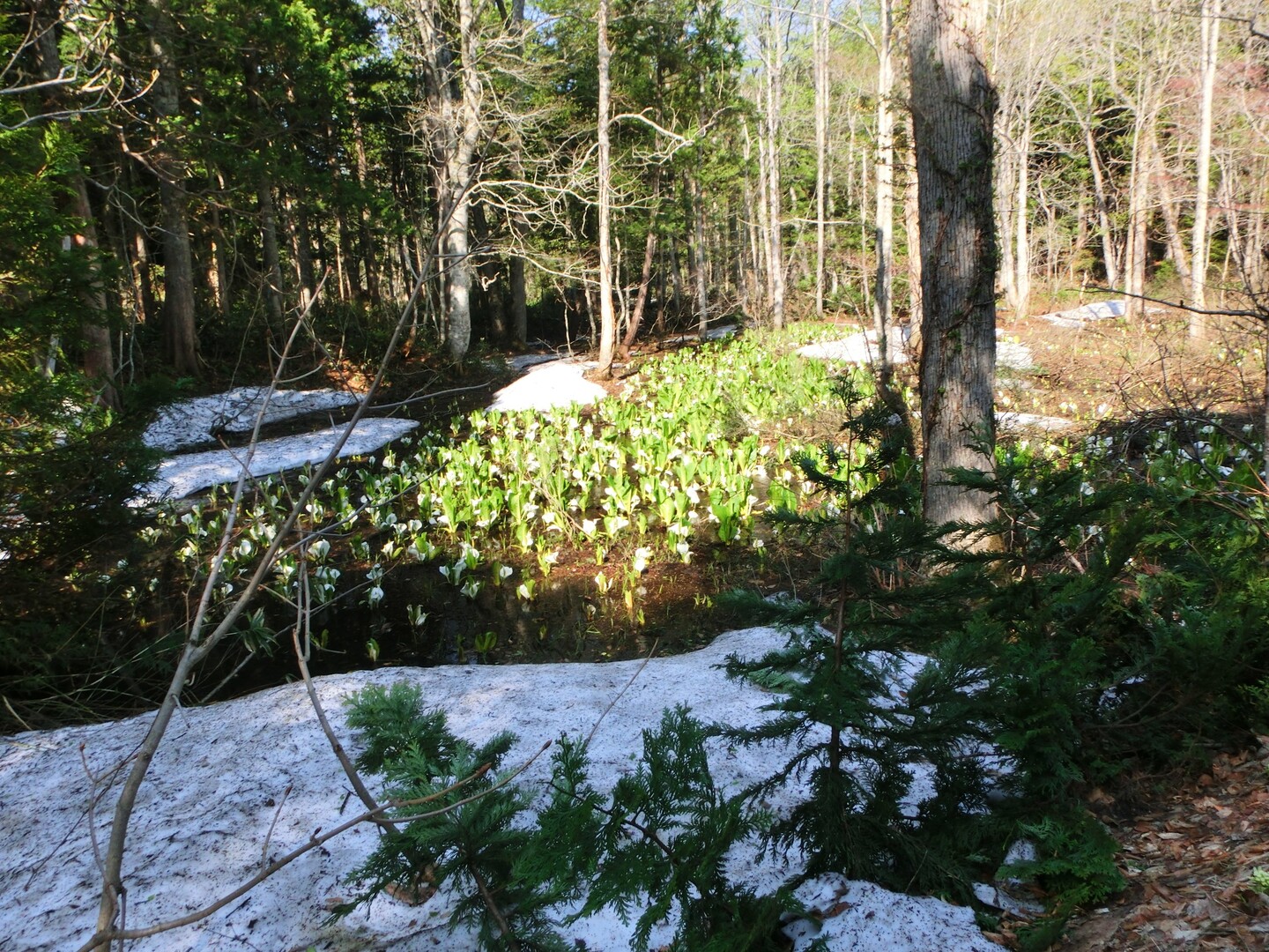 [青森旅行編2014]とある砂防ダムで水... / 猫息子さんのモーメント | YAMAP / ヤマップ