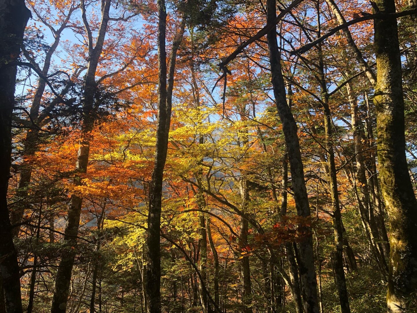 傘山（Mt. Karakasa） / Shintaさんの傘山の活動データ | YAMAP / ヤマップ