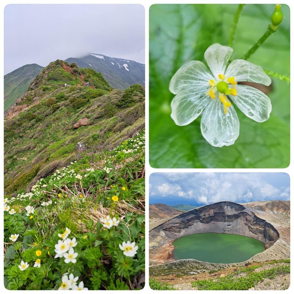南蔵王⛰️ ハクサンイチゲ祭り / NatuMounさんの蔵王山・雁戸山・不忘山の活動データ | YAMAP / ヤマップ
