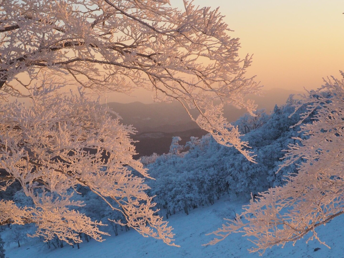 満開🌸明神平 / chiさんの桧塚奥峰・明神岳・薊岳の活動データ | YAMAP / ヤマップ