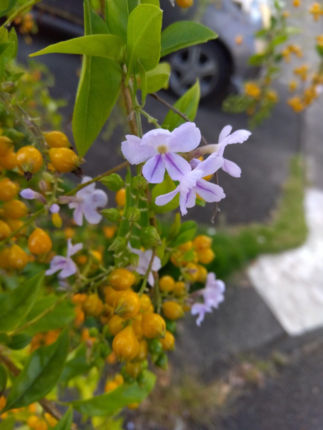 ティンポ 朝のお花たち / Hiさんのモーメント | YAMAP / ヤマップ
