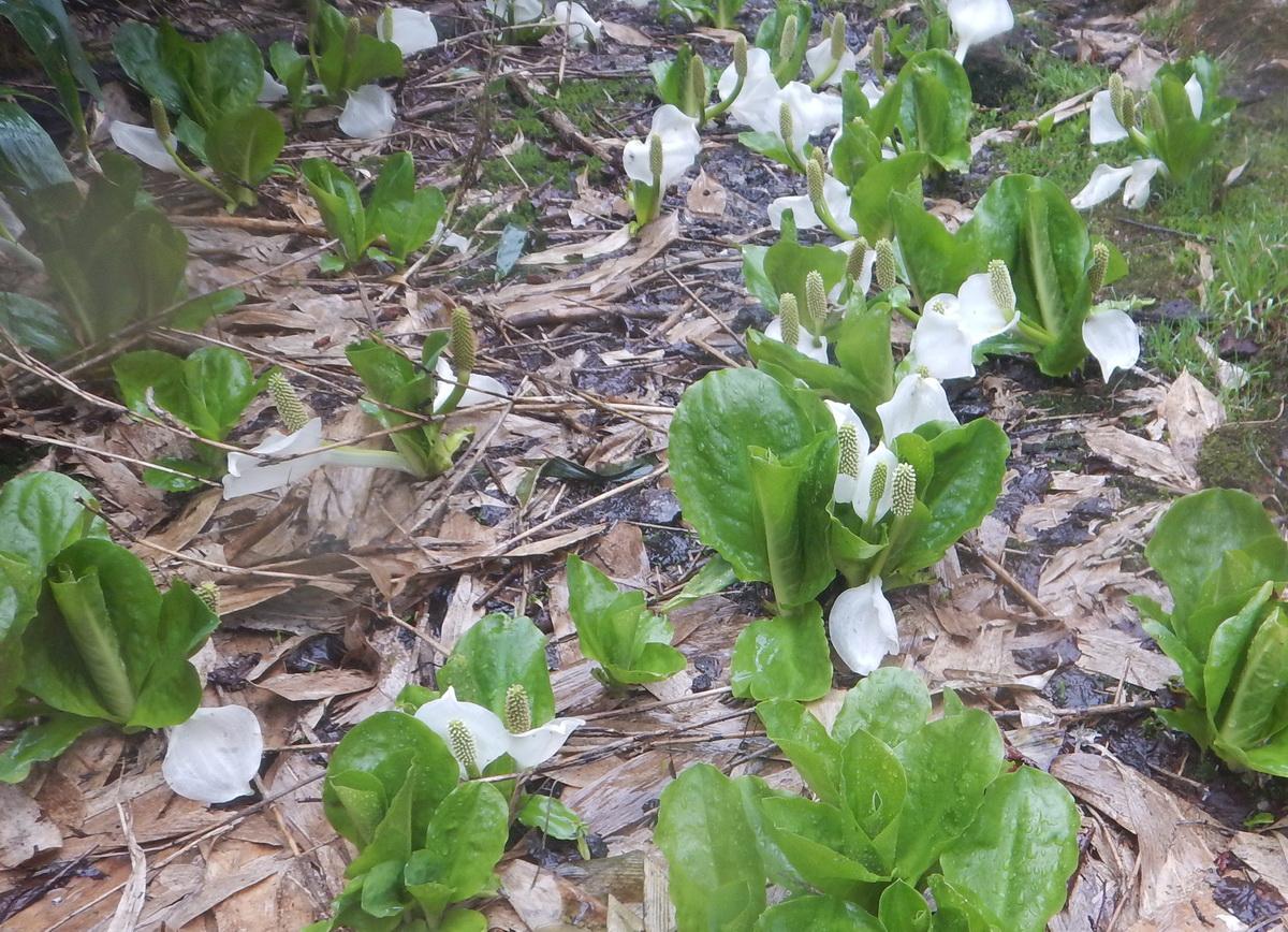 赤石山・鉢山 ミズバショウ･サンカヨウ時々遠雷 / Pさんの横手山・志賀山・赤石山の活動データ | YAMAP / ヤマップ