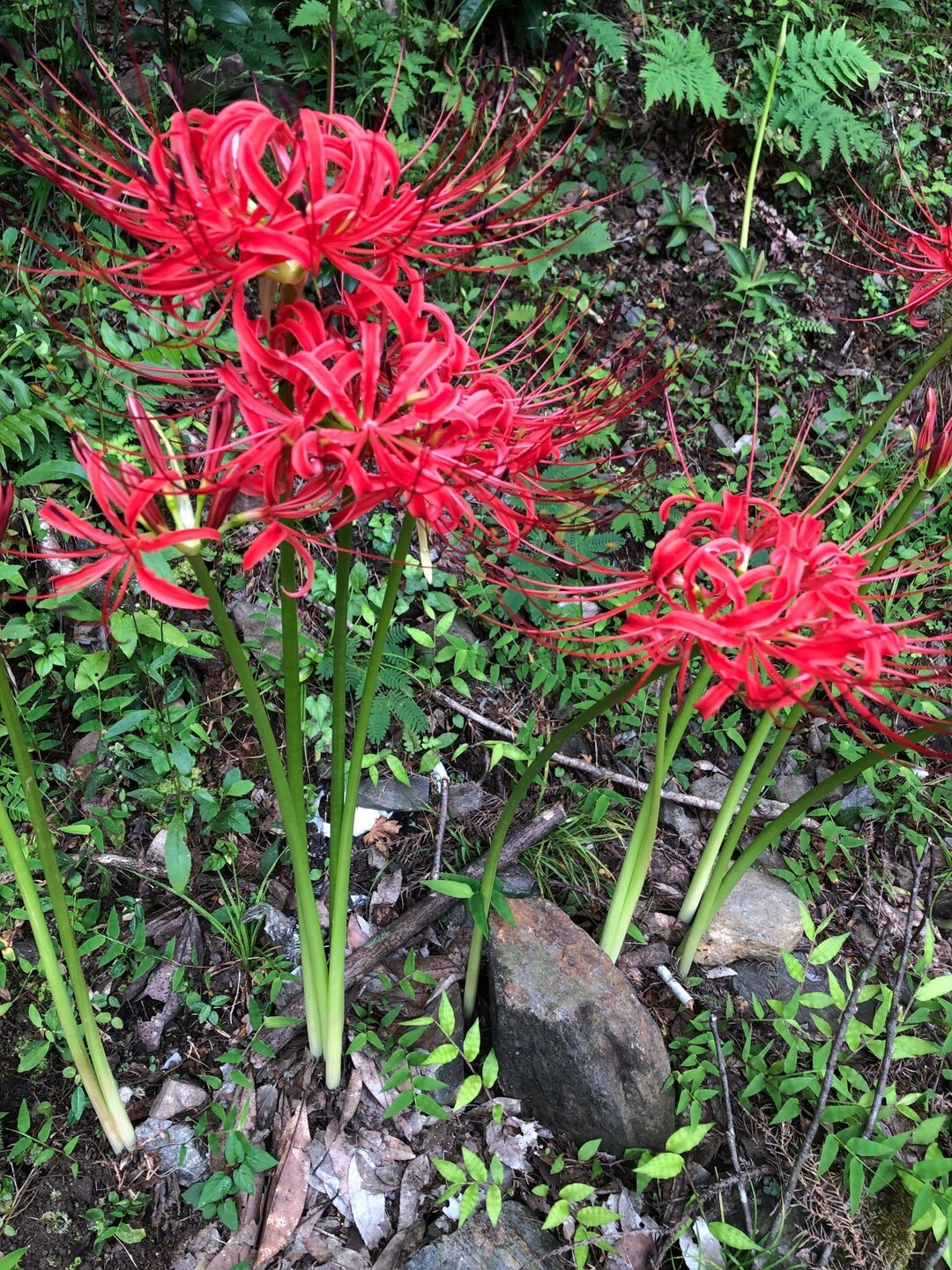 🍀ASK🍀初めての本宮山は往復ビンタで⛰️😆⛰️🍀目標4時間🍀 / トトロさんの本宮山・大日山・風頭山の活動日記 | YAMAP / ヤマップ
