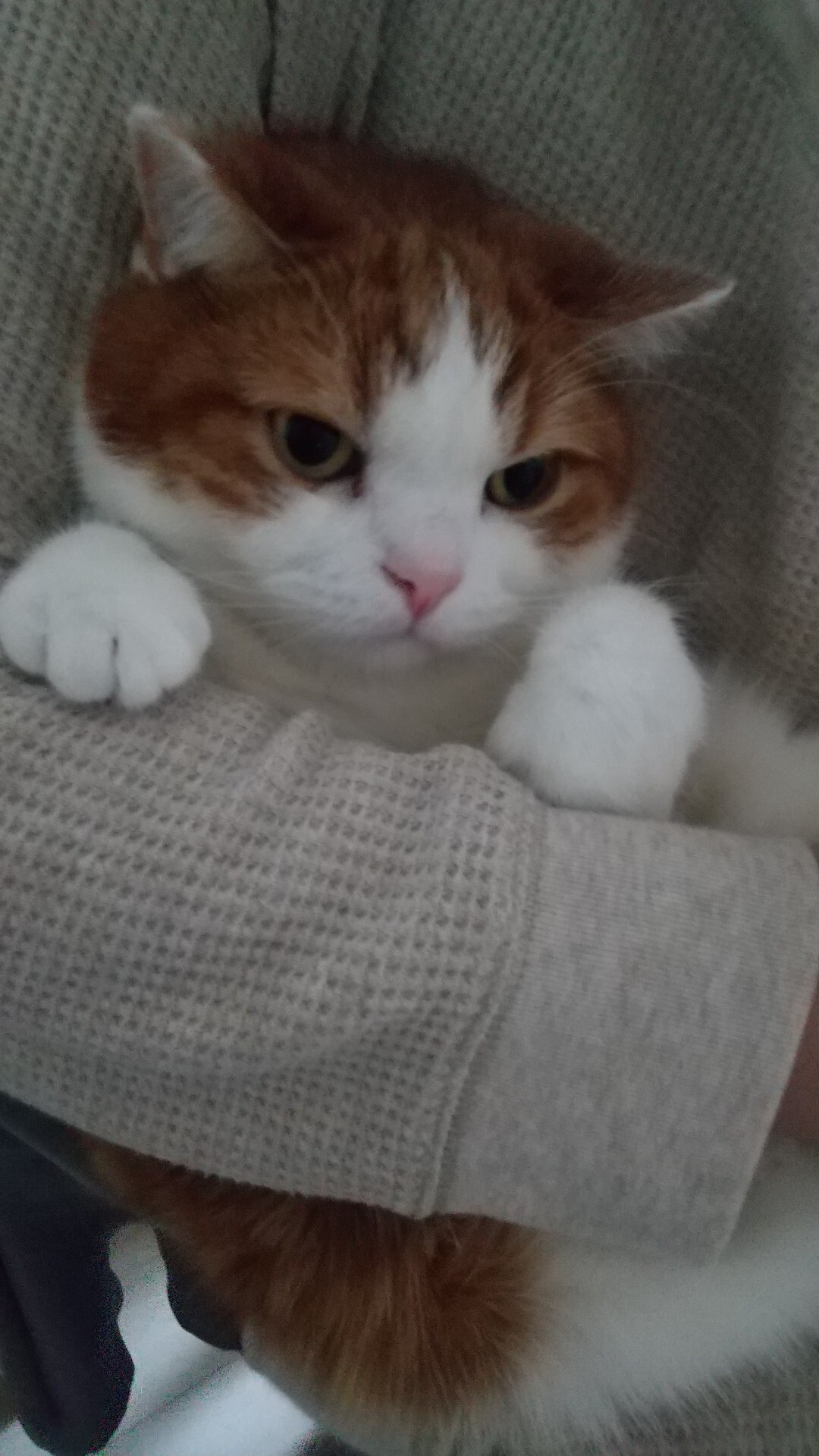 周防大島ラーツー&ウォーキング / N-CMPさんのウォーキングの活動データ | YAMAP / ヤマップ