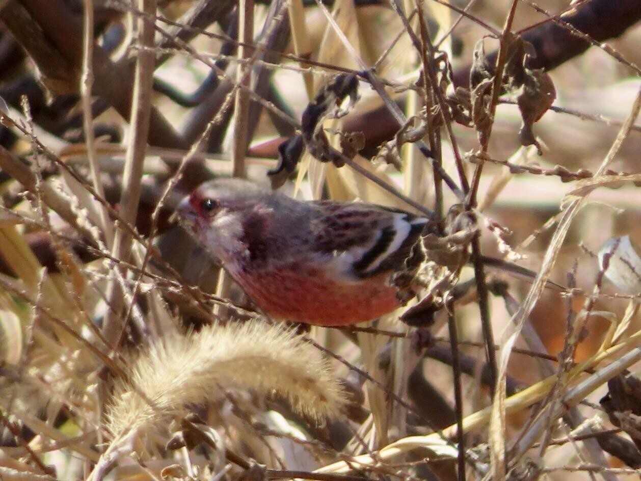 隙間時間に東大阪市で鳥活🚴‍♀️ / otaksaさんの生駒山・神津嶽・大原山の活動データ | YAMAP / ヤマップ