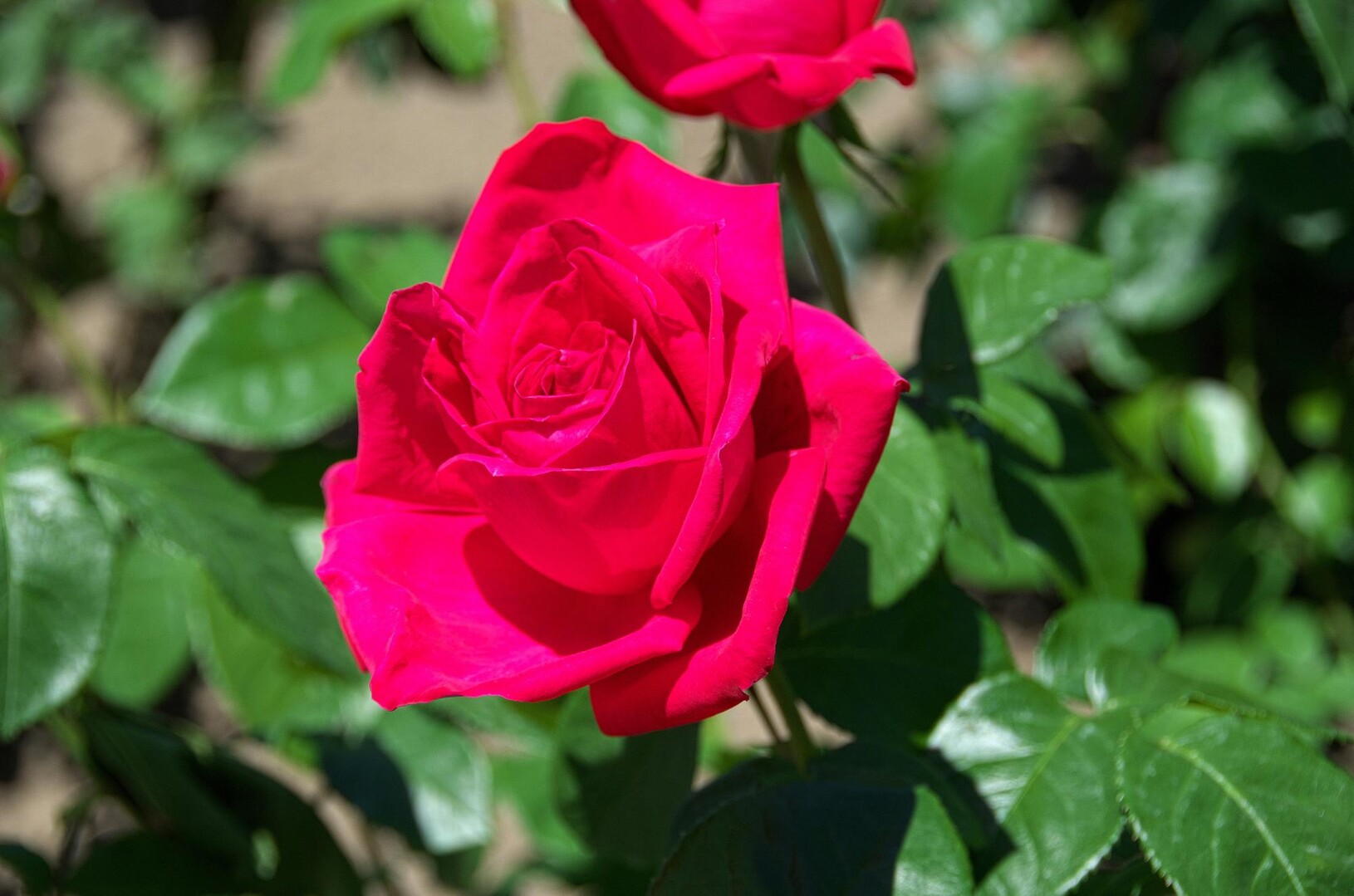 新潟県国営越後丘陵公園にて 香りのバラ園... / J-Blueさんのモーメント | YAMAP / ヤマップ