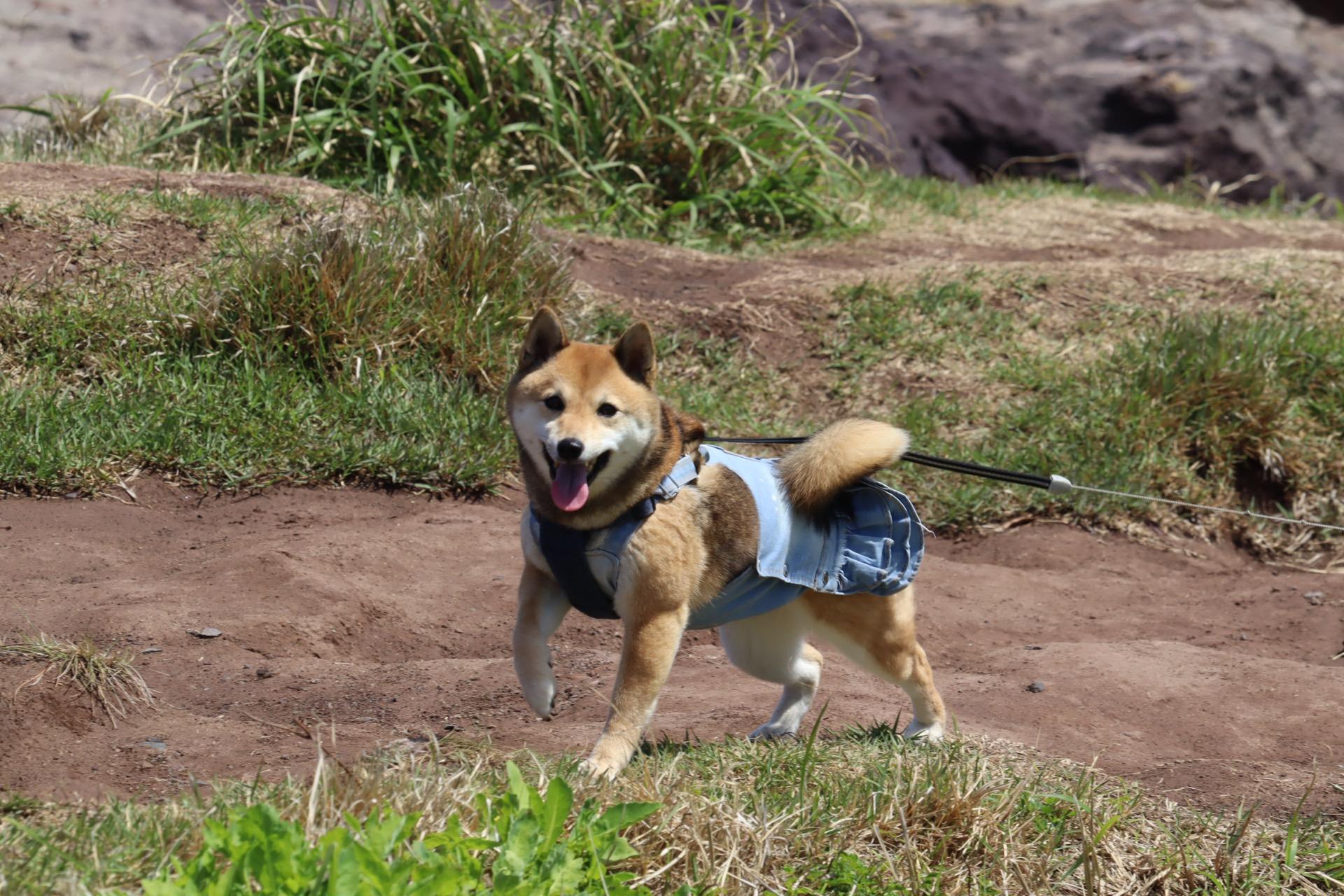元乃隅神社と角島大橋 / cocoさんの雨乞岳の活動データ | YAMAP / ヤマップ