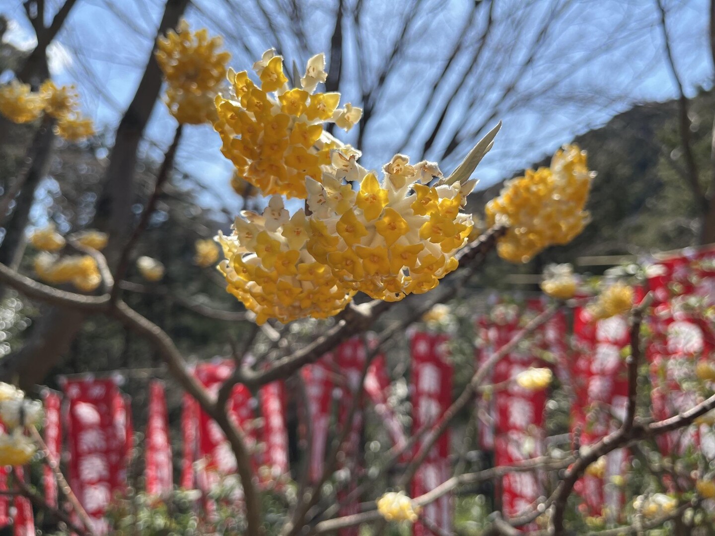 ミツマタ調査 ・ 日向薬師 😊 / harryさんの大山の活動データ | YAMAP / ヤマップ