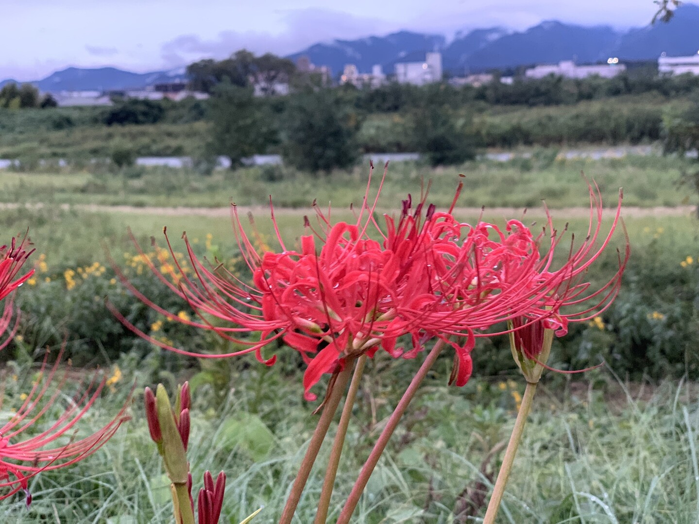 彼岸花と大山⛰ / soyさんのモーメント | YAMAP / ヤマップ
