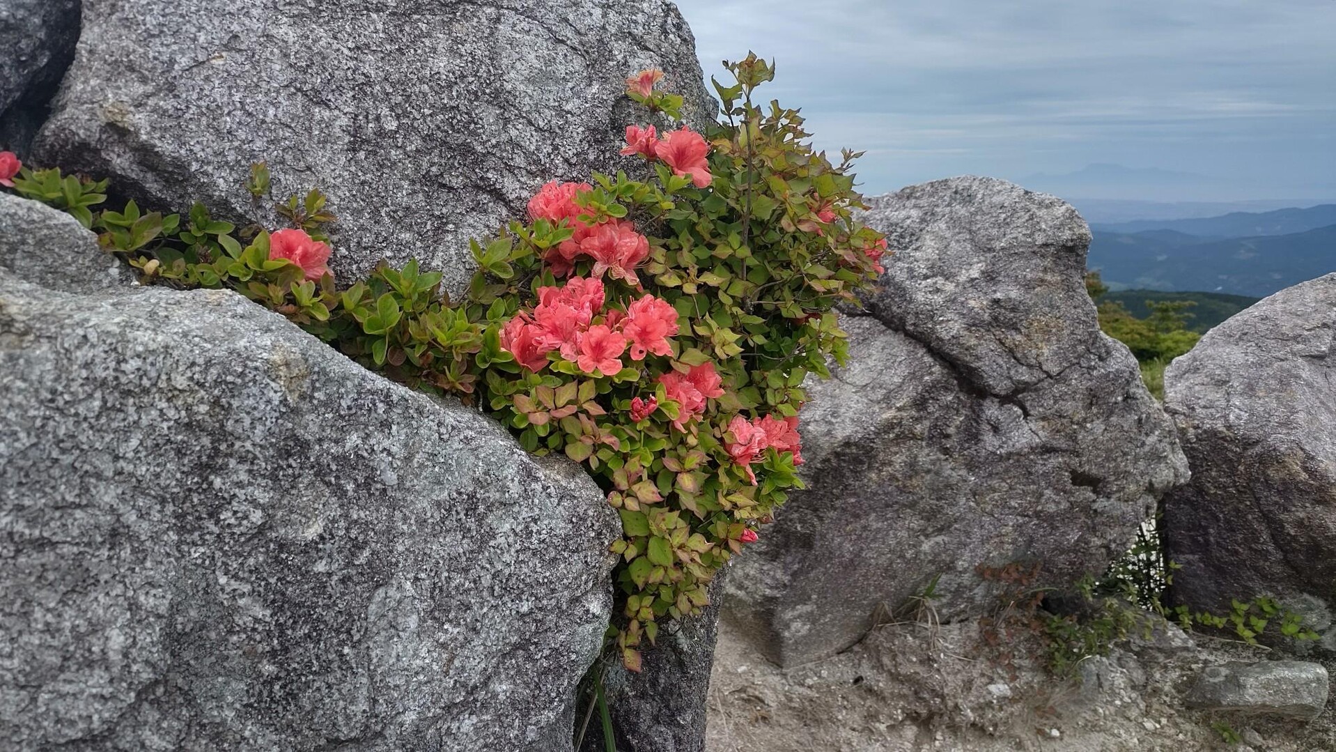 井原山 / you1さんの雷山・井原山の活動データ | YAMAP / ヤマップ