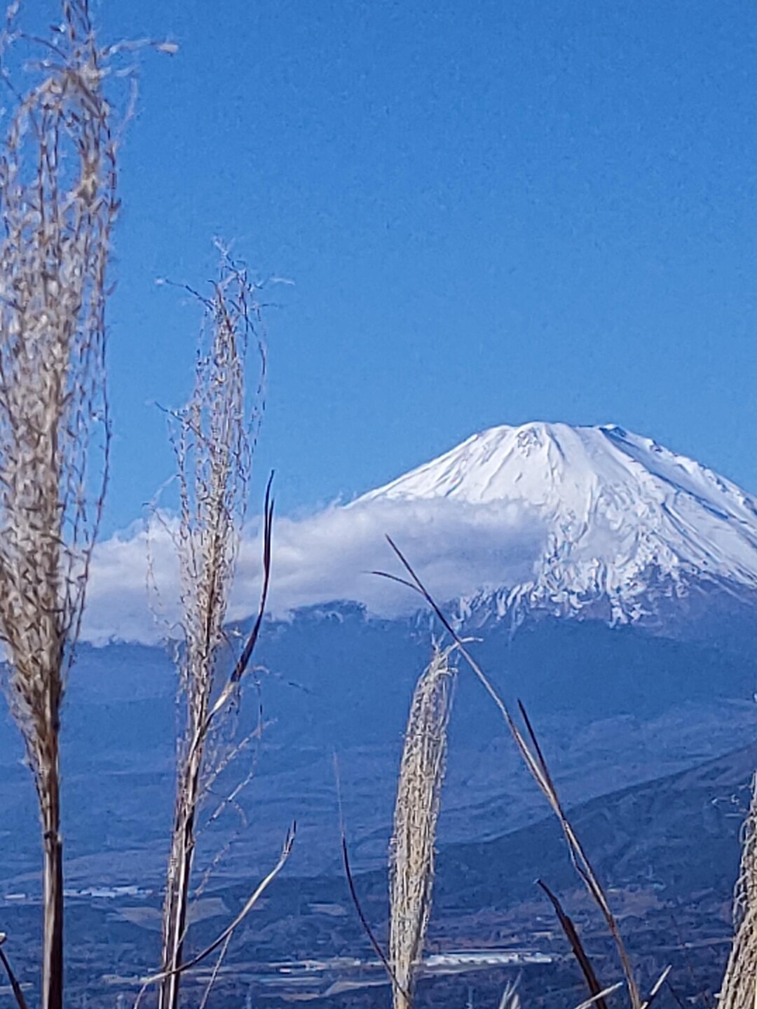 大野山フェスタ 丹沢姉妹🎅Xmasバージョン 谷峨駅〜山北駅 / mimi さんの高松山・大野山の活動データ | YAMAP / ヤマップ