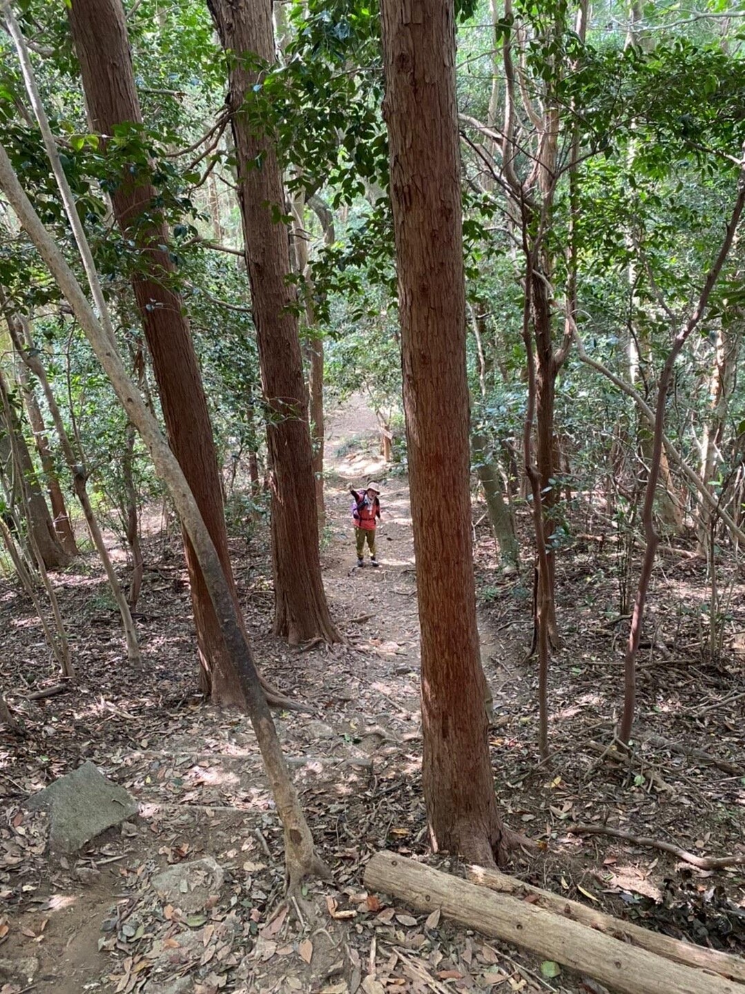 天拝山 / sho-koしょうこさんの天拝山・基山の活動データ | YAMAP / ヤマップ
