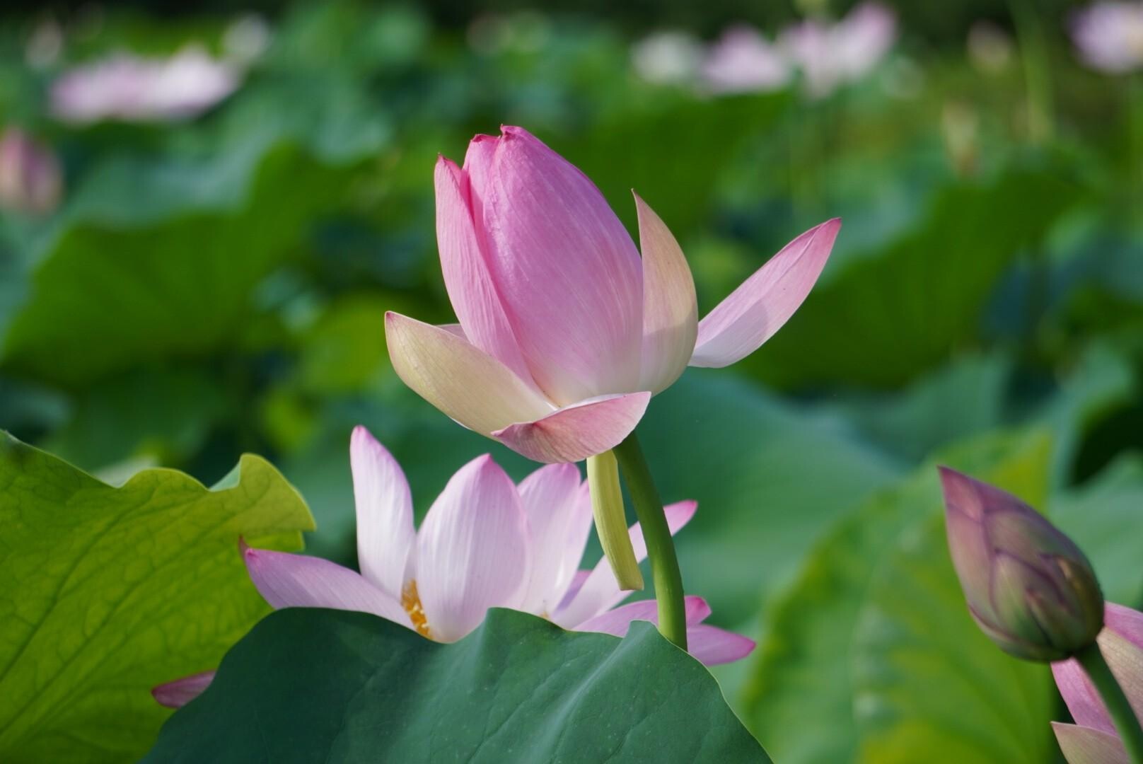 亀山花散歩〜穴虫の郷🪷・里山公園みちくさ🌳〜 / Izumi.Kさんのウォーキングの活動データ | YAMAP / ヤマップ
