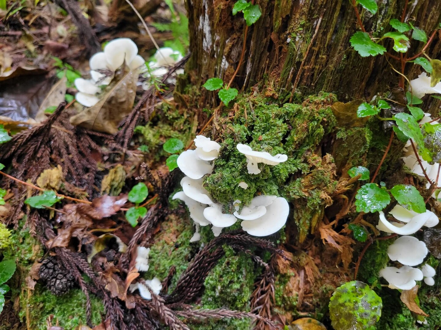 妙法山 / taku-jiroさんの赤梅山・膝立山の活動データ | YAMAP / ヤマップ