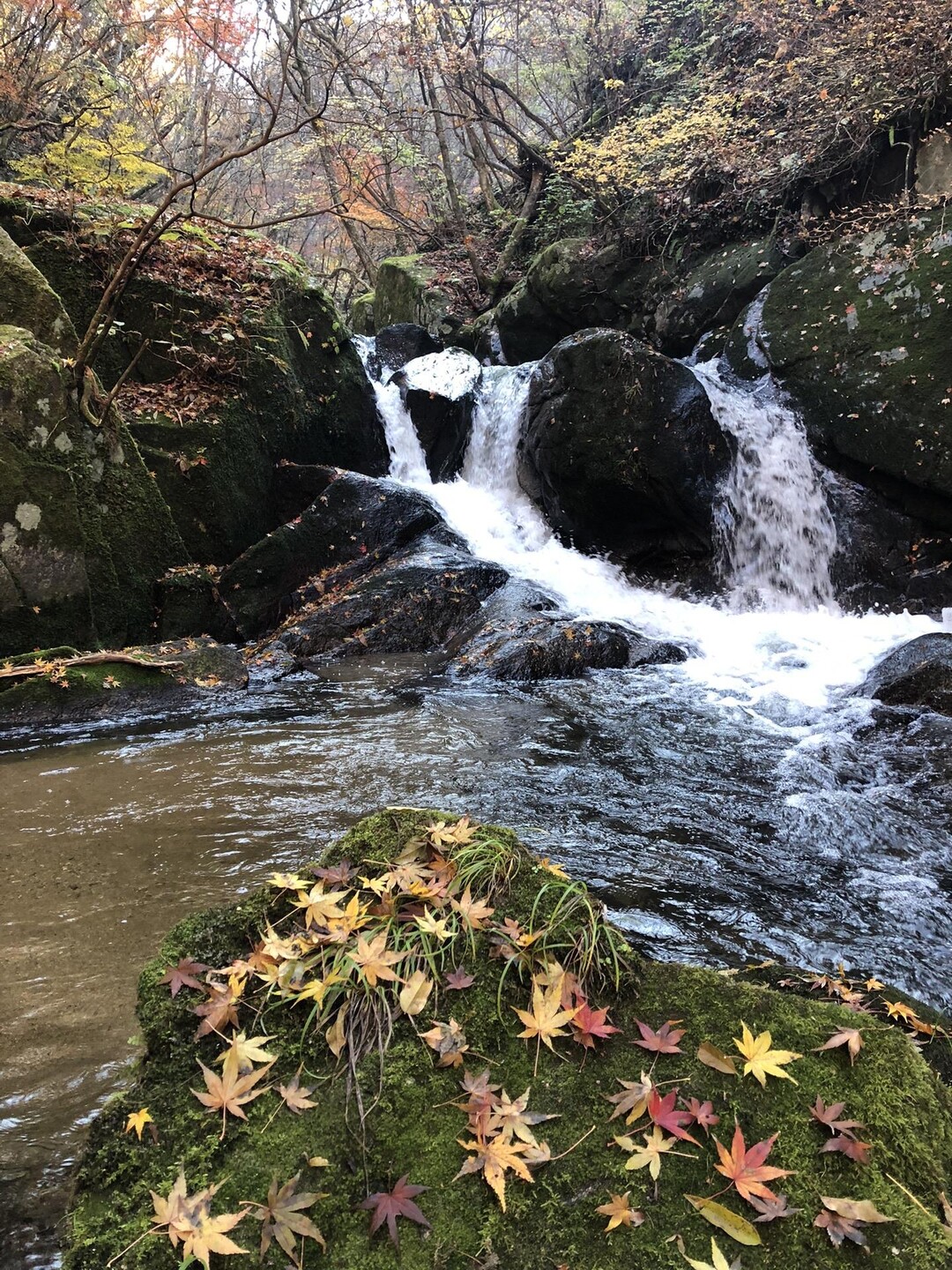滝川渓谷-2023-11-24 / まさtabさんの滝川渓谷の活動データ | YAMAP / ヤマップ