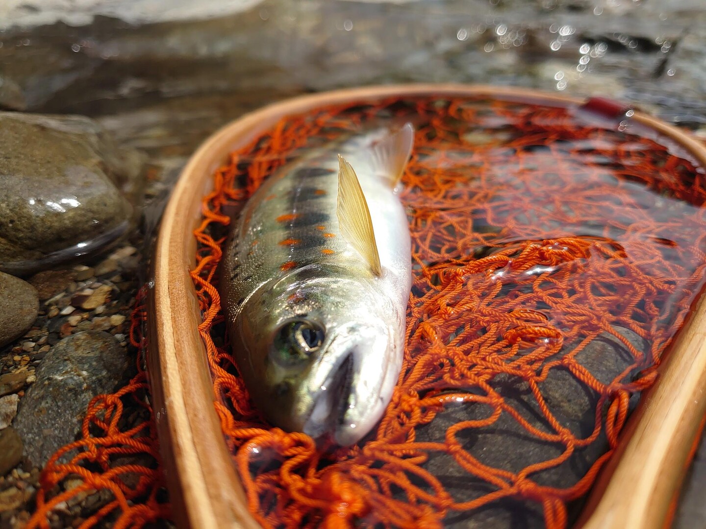 GW 渓流釣行 / TASANP87（ﾀｻﾝﾎﾟ87）さんの沢登りの活動データ | YAMAP / ヤマップ