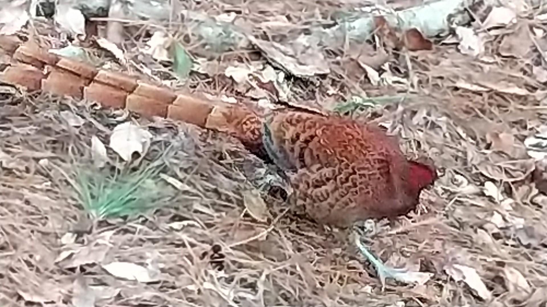 明星山 / U7さんの明星山・白金山の活動データ | YAMAP / ヤマップ