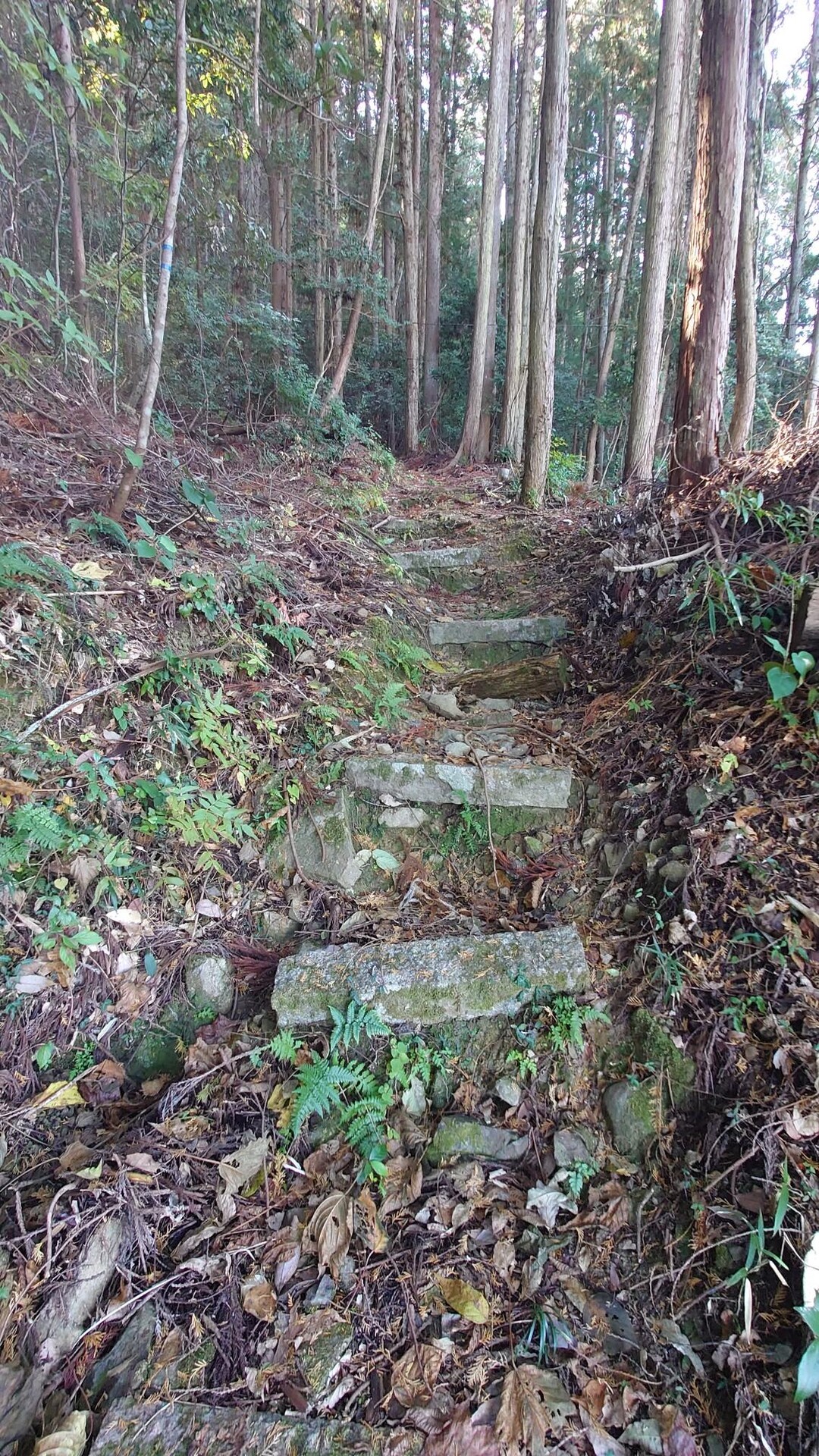 blackmoreさんの投稿したフィールドメモ | YAMAP / ヤマップ