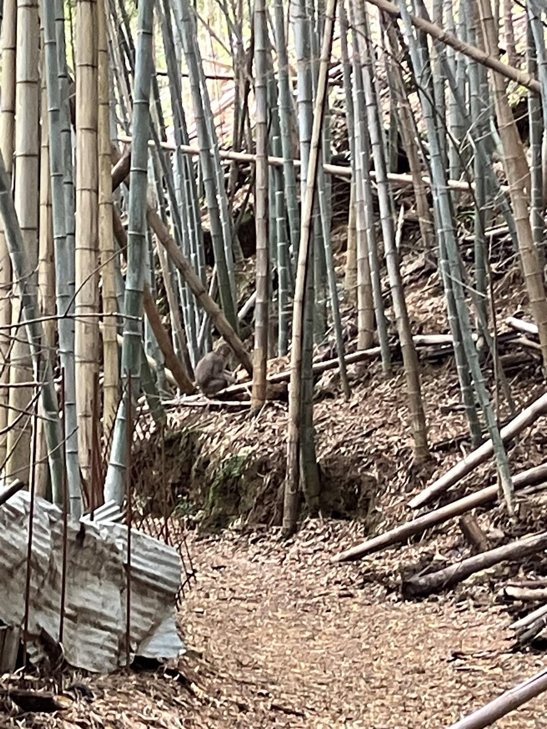 S.Sanさんの投稿したフィールドメモ | YAMAP / ヤマップ