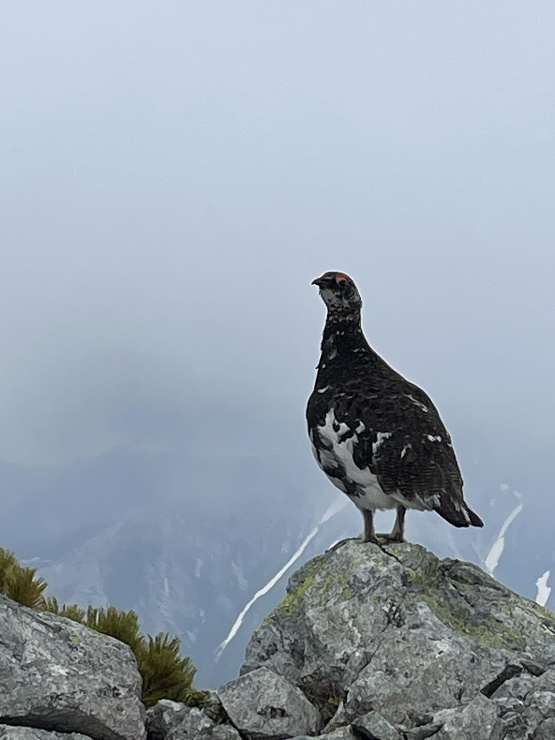 貴婦人を見つめる雷鳥 / skipさんの水晶岳・薬師岳・黒部五郎岳・鷲羽岳・三俣蓮華岳・湯俣の活動データ | YAMAP / ヤマップ