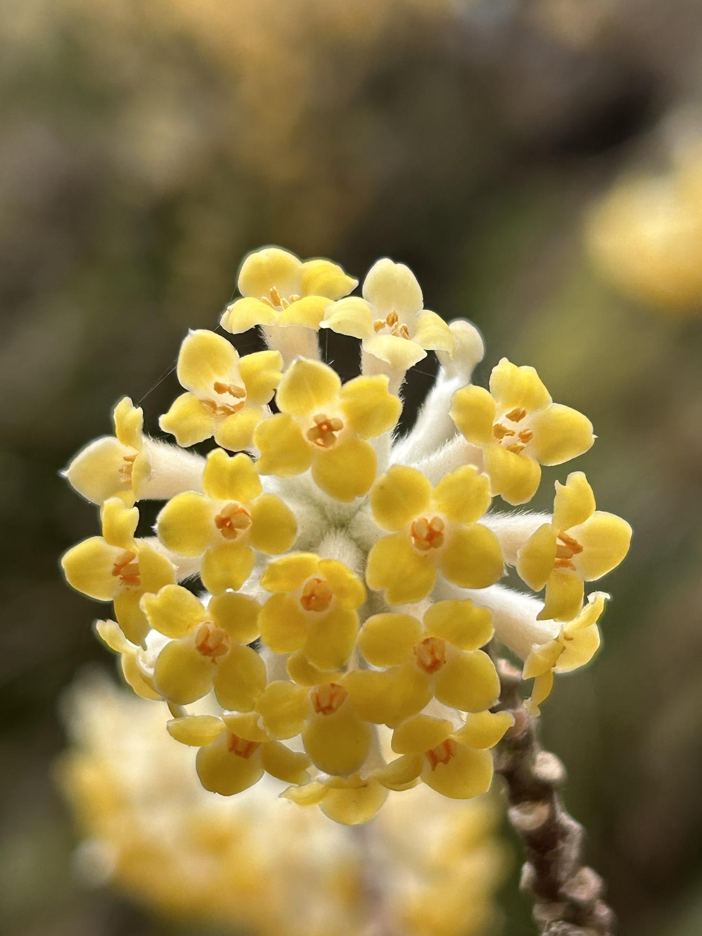 あまぁ〜い香りの黄色いポンポン💛 / akoさんの高室山の活動データ | YAMAP / ヤマップ