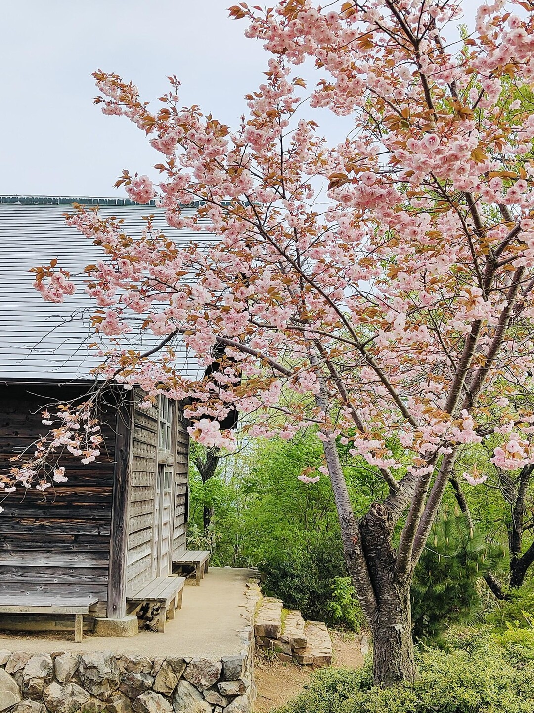 鬼ヶ岳 240427 / UmK うめさんの福井市の活動データ | YAMAP / ヤマップ