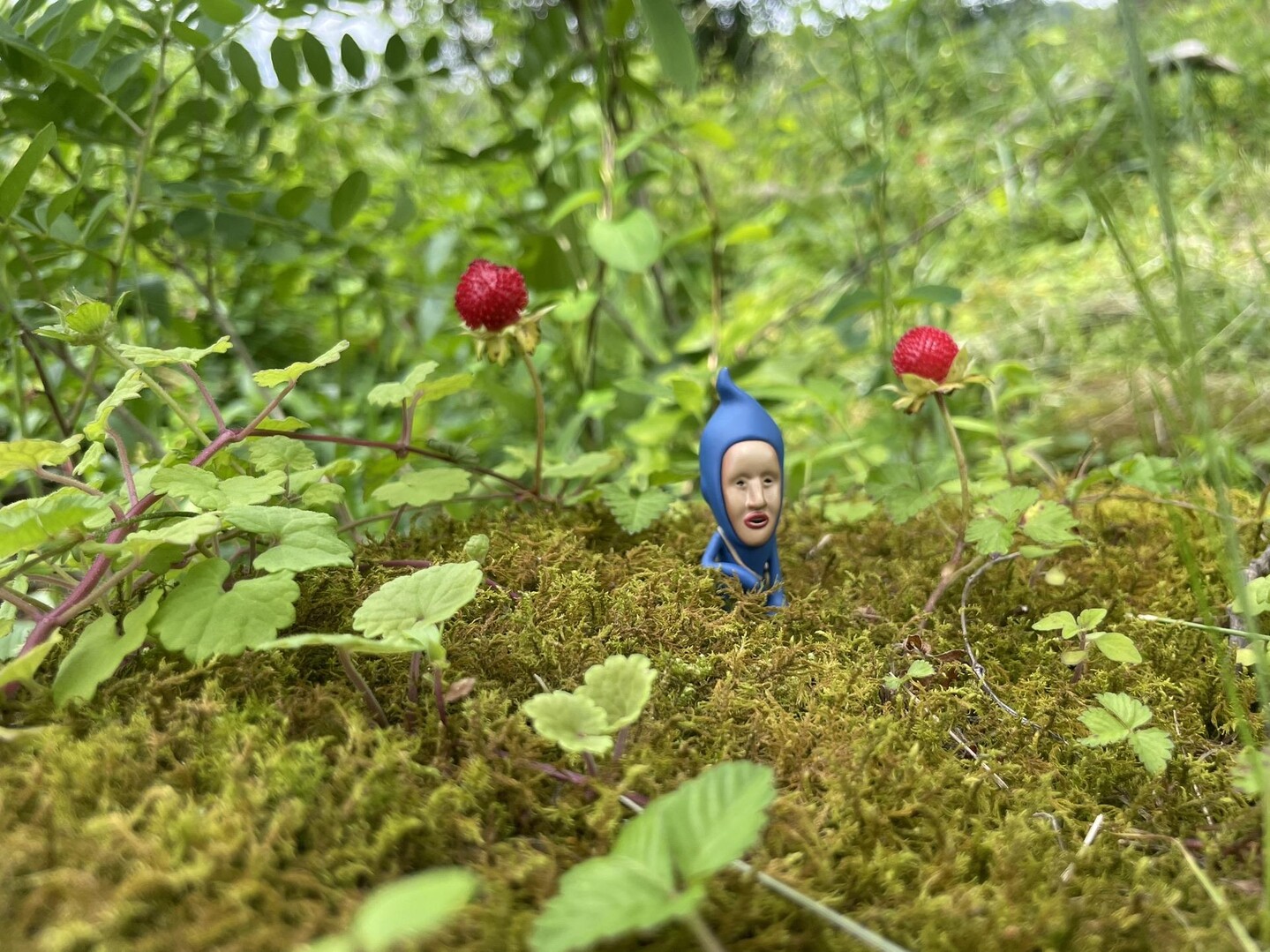 こびと図鑑 / MASA👽さんのモーメント | YAMAP / ヤマップ