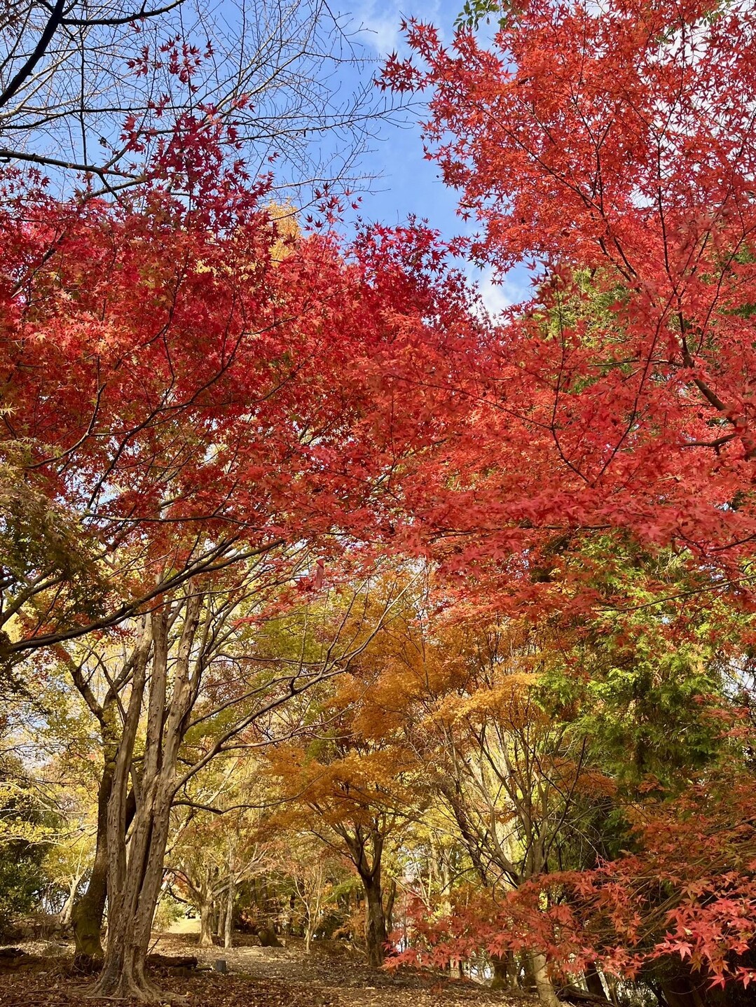 山先輩に教わった女山までランラン≡≡(ง ᐛ )ว【清水山・清水山(丸山)・古僧都山・女山】 / pu_kaoさんの清水山・丸山・古僧都山の活動データ | YAMAP / ヤマップ