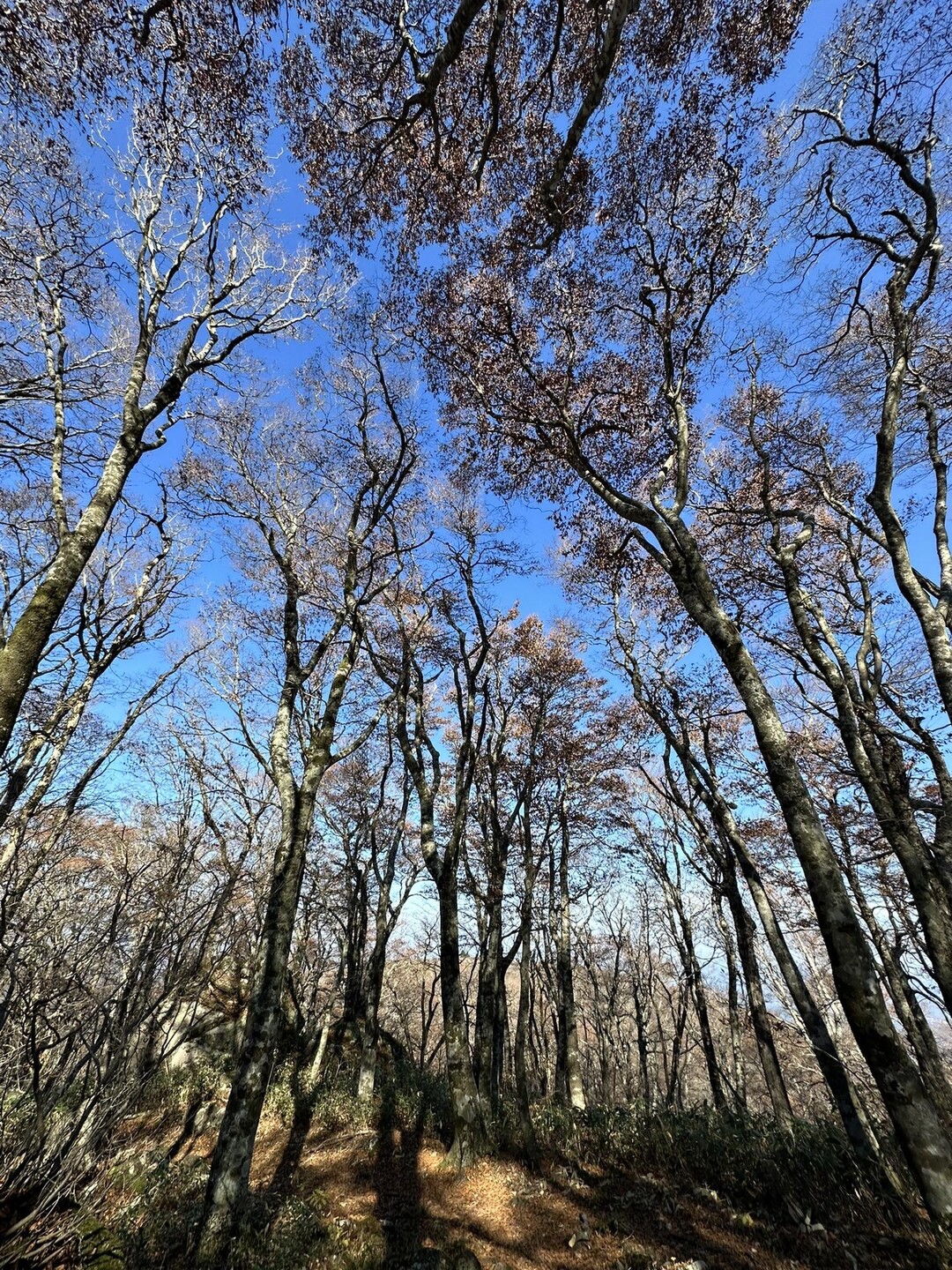 立烏帽子山・池ノ段・比婆山・烏帽子山・竜王山 / boziiさんの比婆山・立烏帽子山・吾妻山の活動データ | YAMAP / ヤマップ