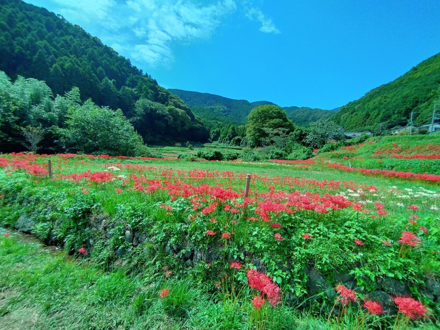 大山〜日向薬師 / GuPOaraiさんの大山の活動データ | YAMAP / ヤマップ