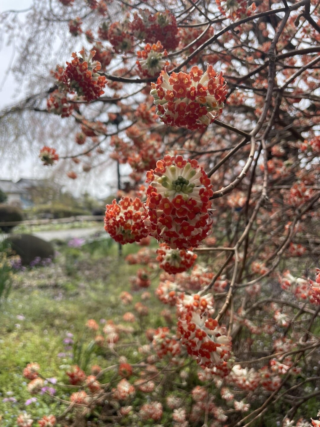 三毳山のついでにボケ封じ観音 梅花山 成... / KANA&COさんのモーメント | YAMAP / ヤマップ