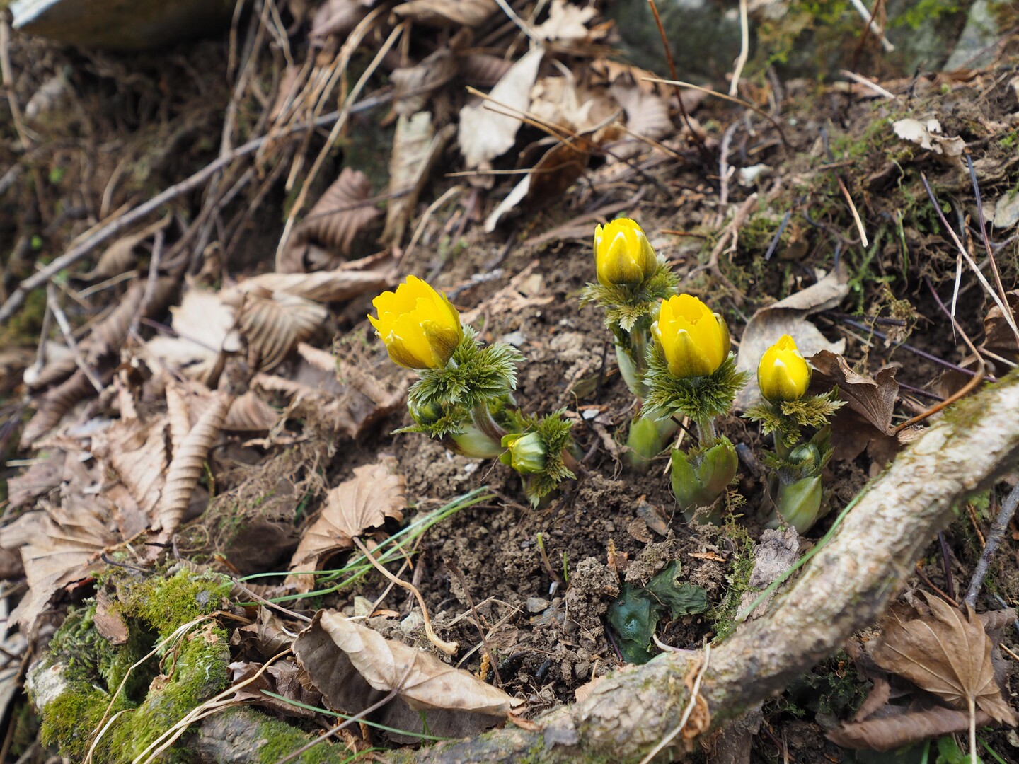 藤原岳 / mu-3さんの藤原岳・御池岳の活動データ | YAMAP / ヤマップ