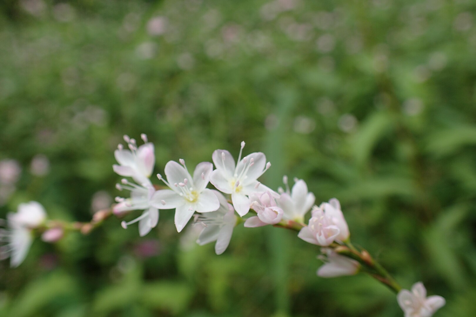 むろいけ園地より飯盛山🌸 / しずっちさんの生駒山・神津嶽・大原山の活動データ | YAMAP / ヤマップ