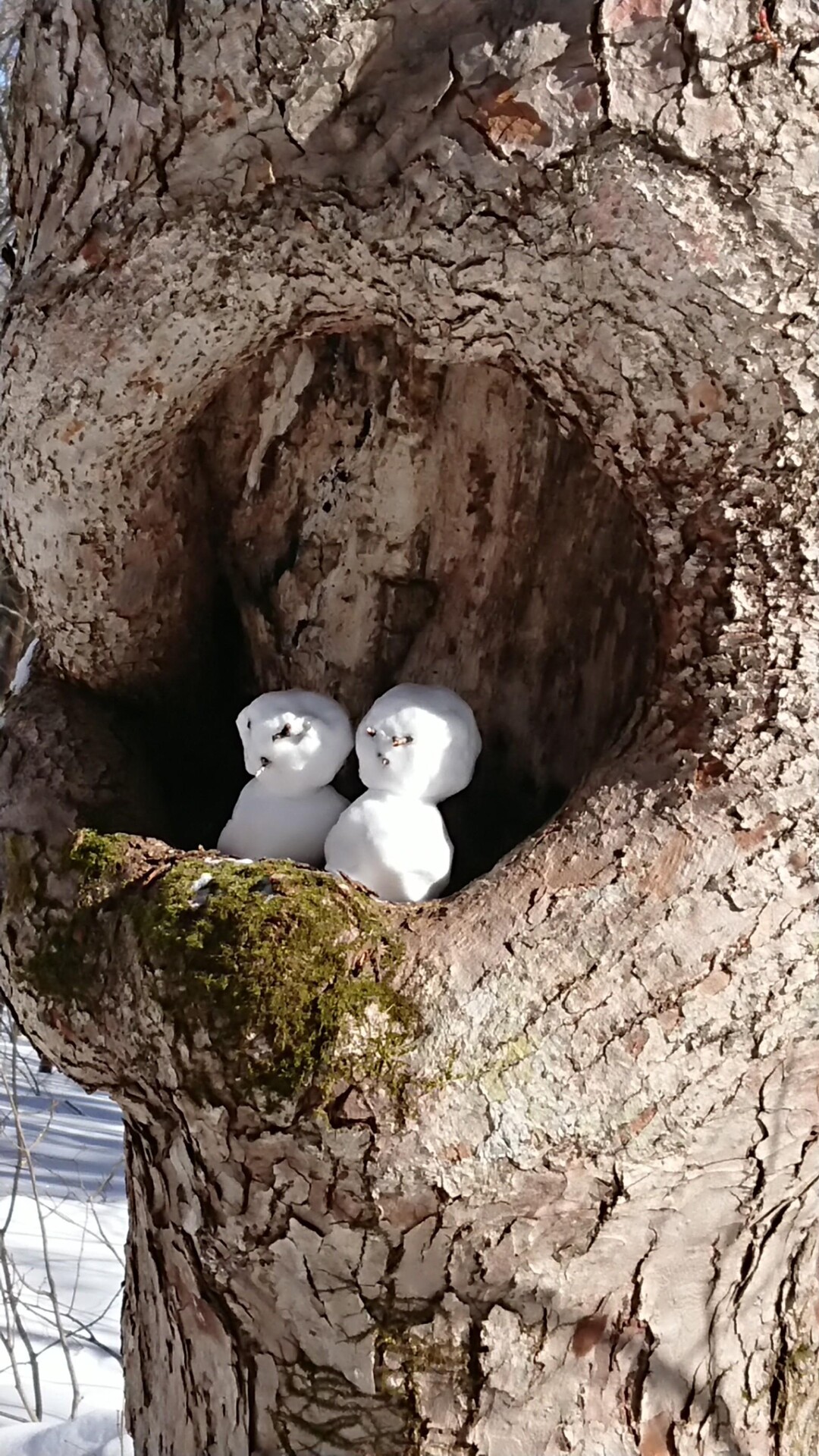 八幡平・七滝 / yamaabe1959さんの岩手山・八幡平・安比高原 50km トレイルの活動データ | YAMAP / ヤマップ