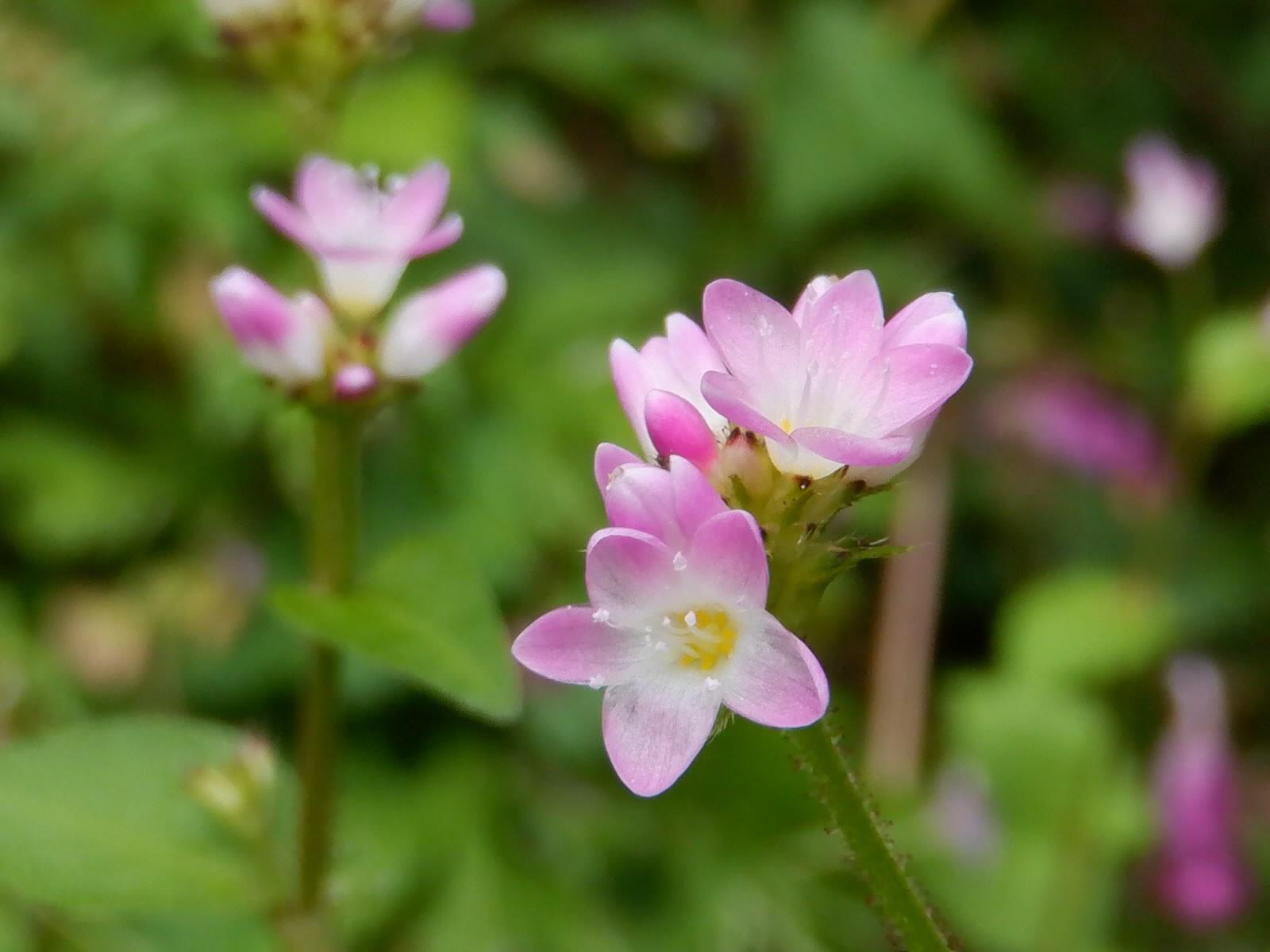 銀杏峰[ 小葉谷～名松 周回 ](R7-03) / Ichiさんの銀杏峰・部子山の活動データ | YAMAP / ヤマップ