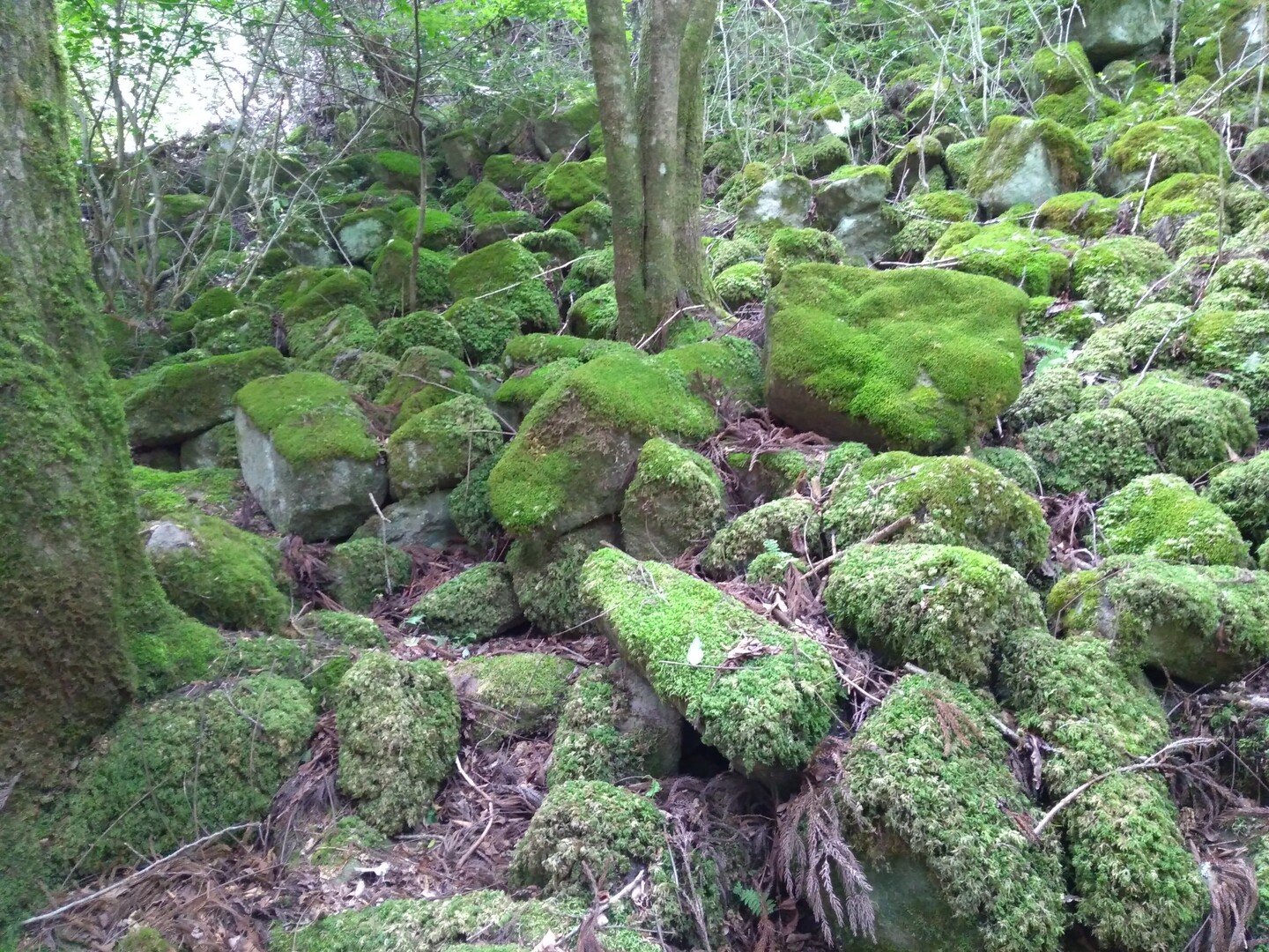 ダブルヘッダーで大洞山登山～学能堂山から三峰山縦走では物足りず～ / Heart Goldさんの三峰山・学能堂山・栗ノ木岳の活動データ | YAMAP / ヤマップ