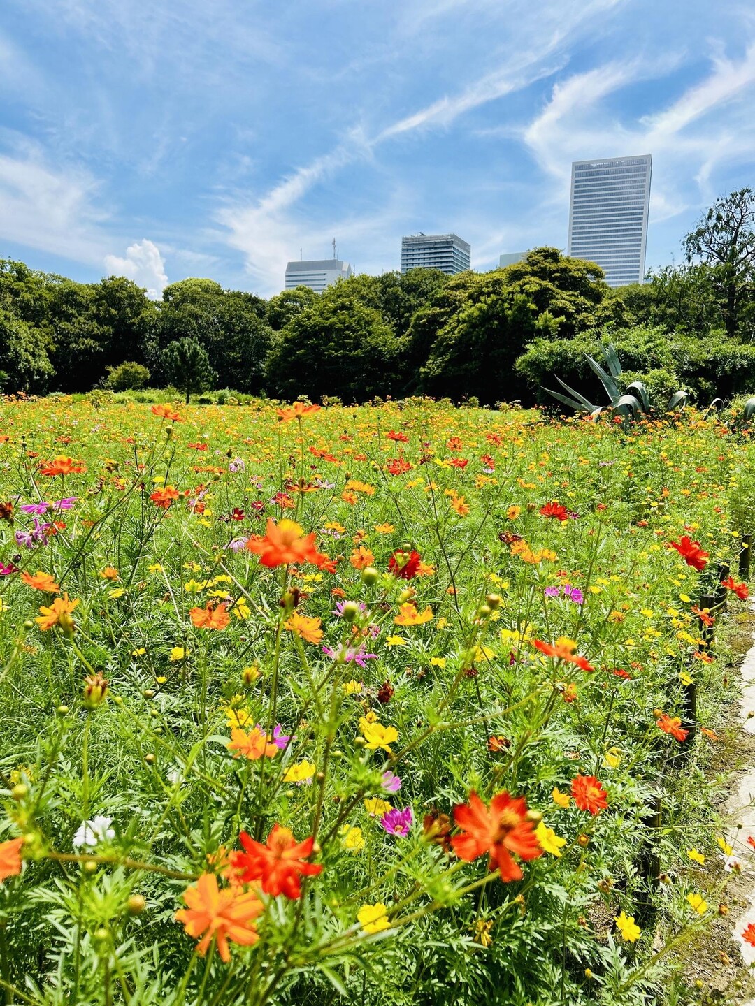 新樋の口山・樋の口山・御亭山・富士見山・八景山 / minirollさんの東京都23区 中央エリアの活動データ | YAMAP / ヤマップ
