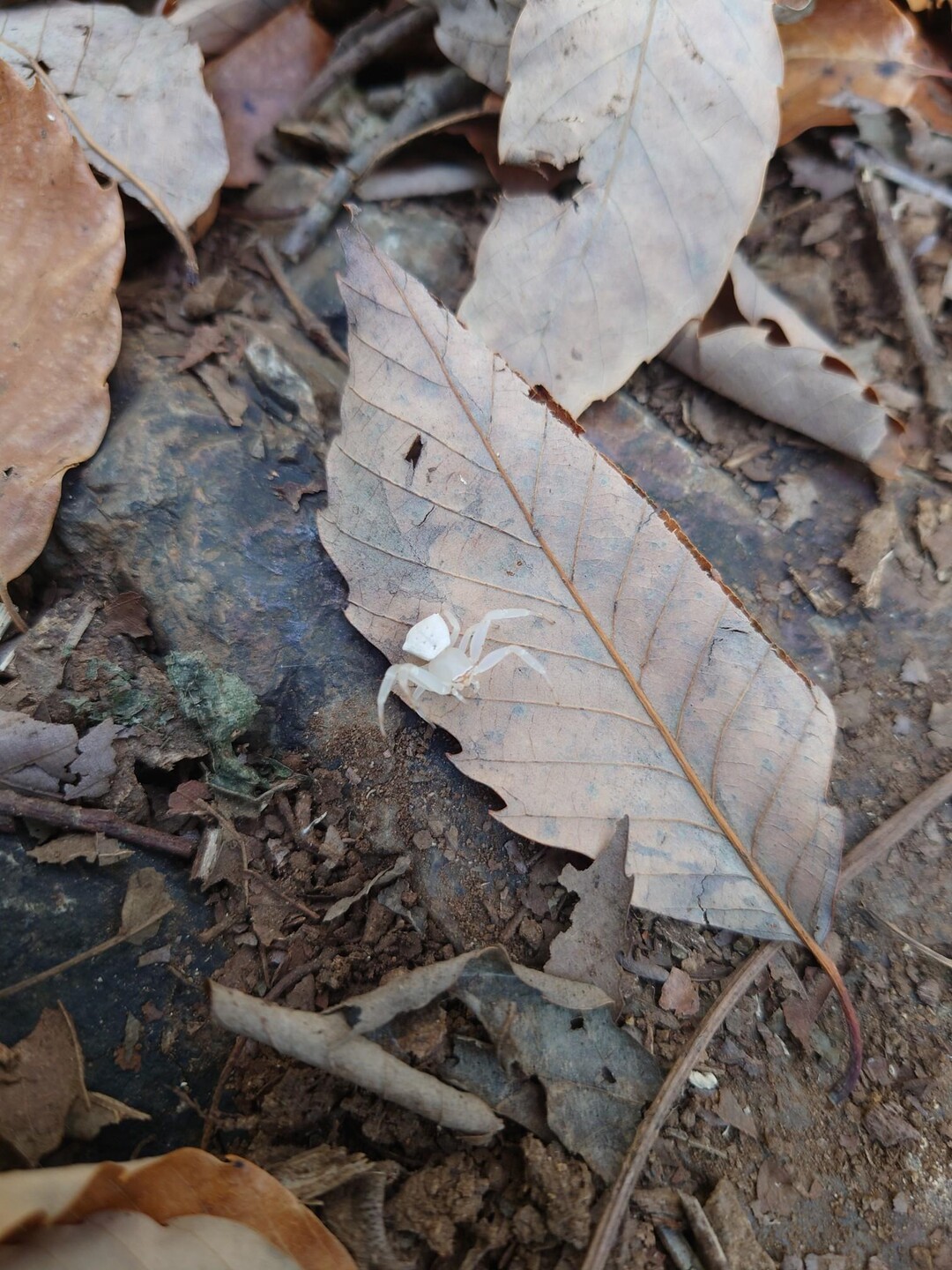 Tomさんの投稿したフィールドメモ | YAMAP / ヤマップ