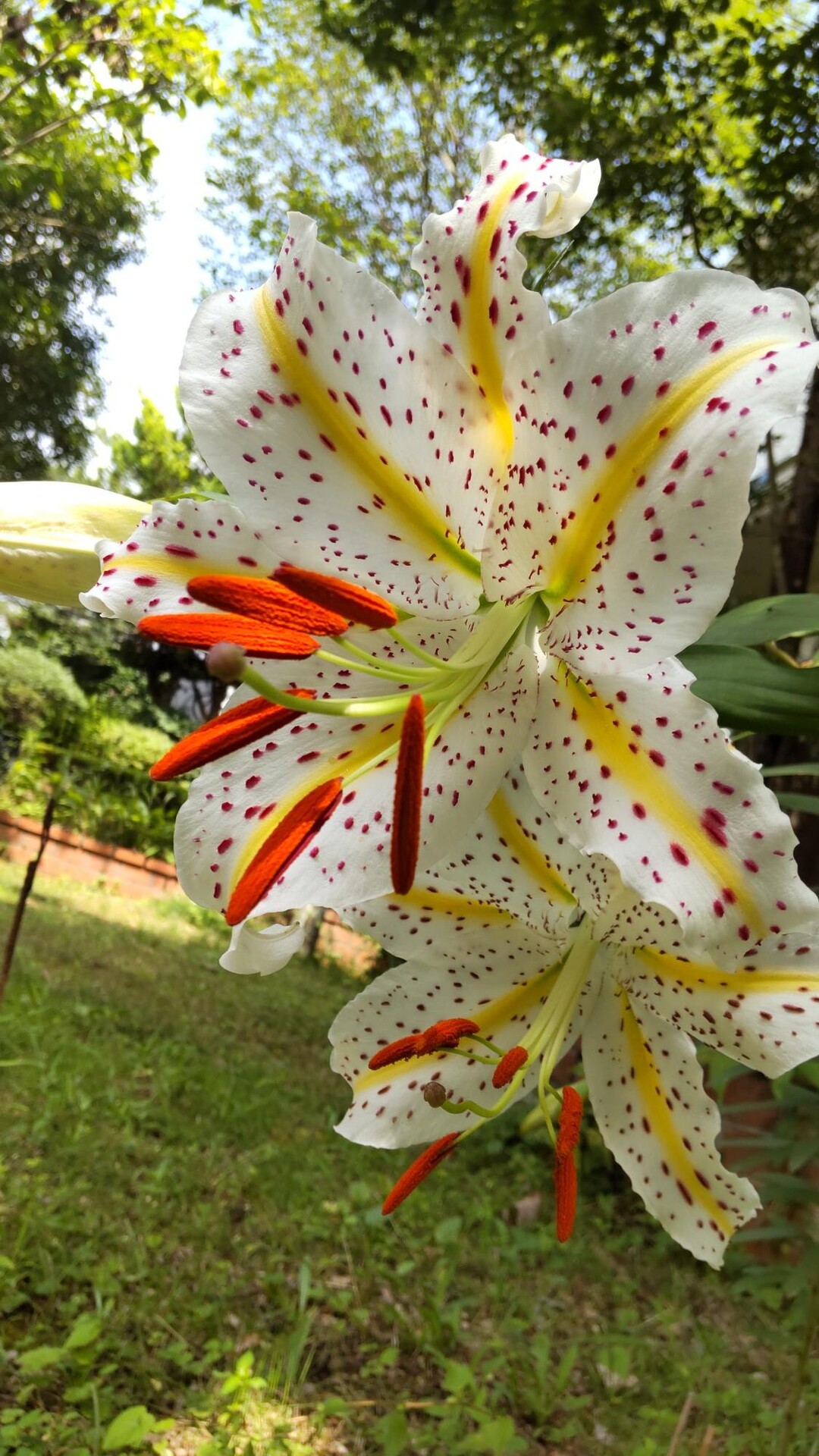 梅雨でお山お休み💤 お庭で散策 実生で... / YAさんのモーメント | YAMAP / ヤマップ