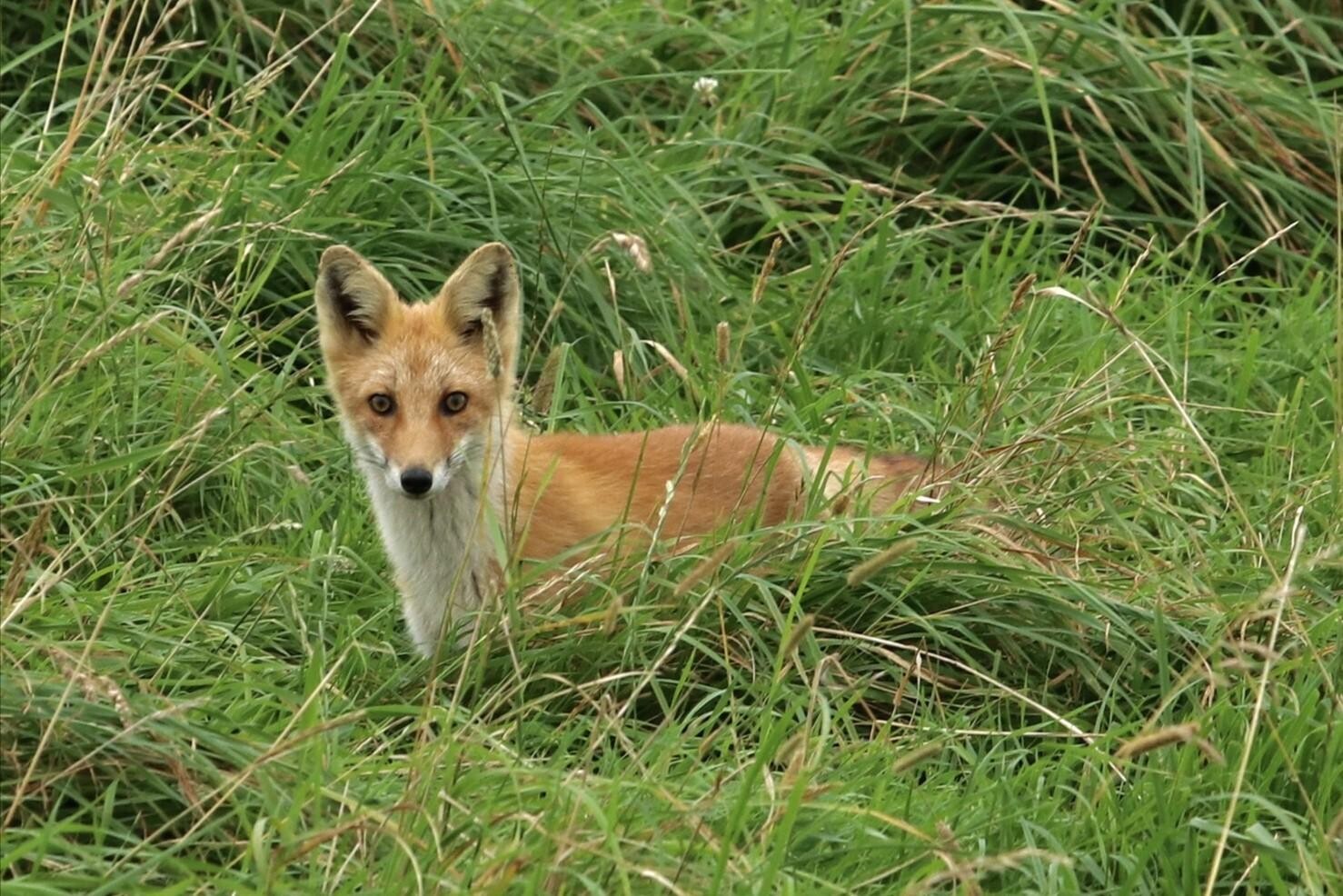 【つぶやき】 夏も終盤、葉月です。 静... / K.Soutaさんのモーメント | YAMAP / ヤマップ