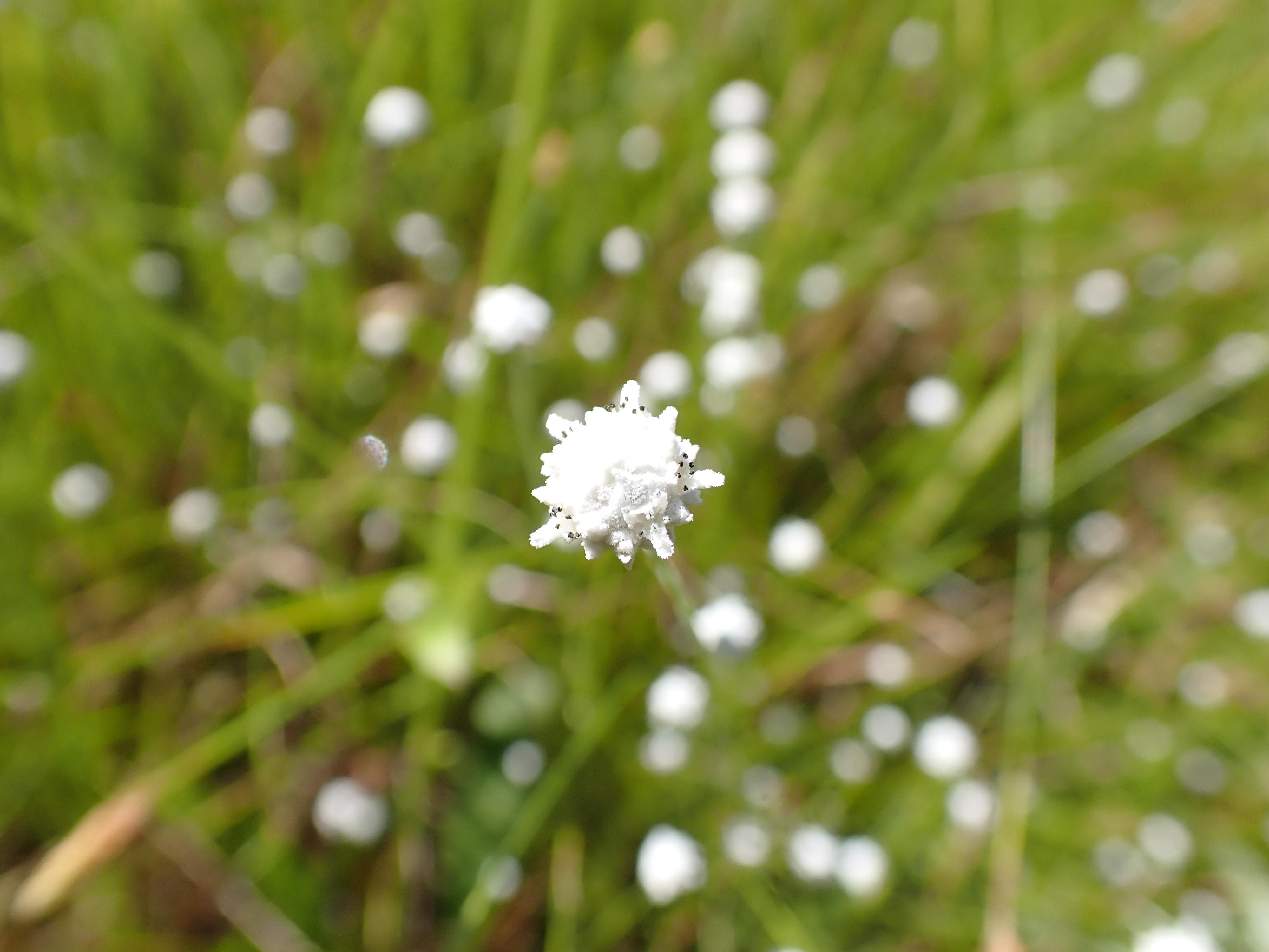 笹神山・月山 / chamokichiさんの屏風山の活動データ | YAMAP / ヤマップ
