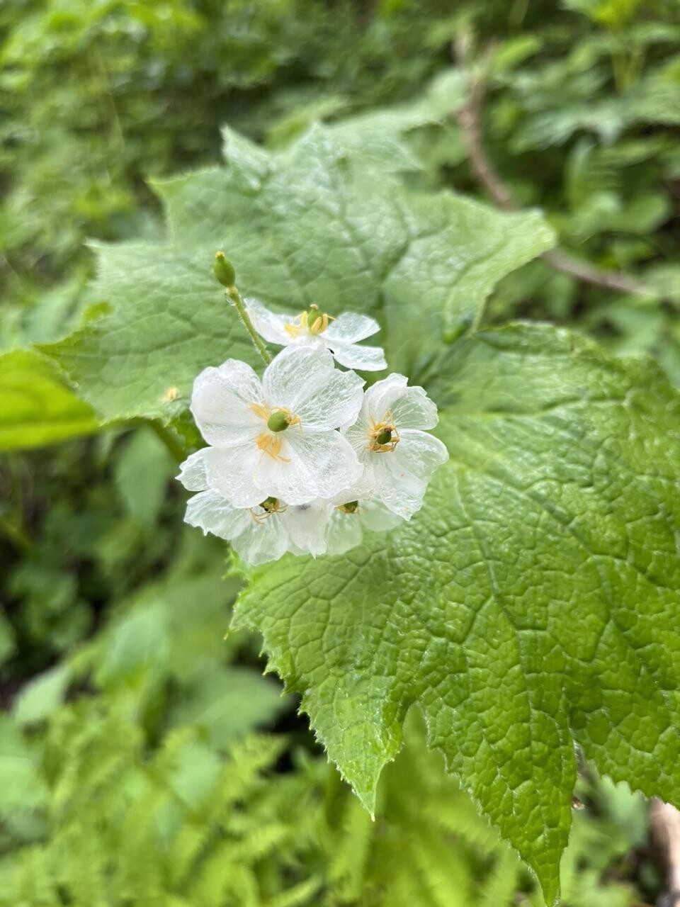 naka.nakaのページ | YAMAP / ヤマップ