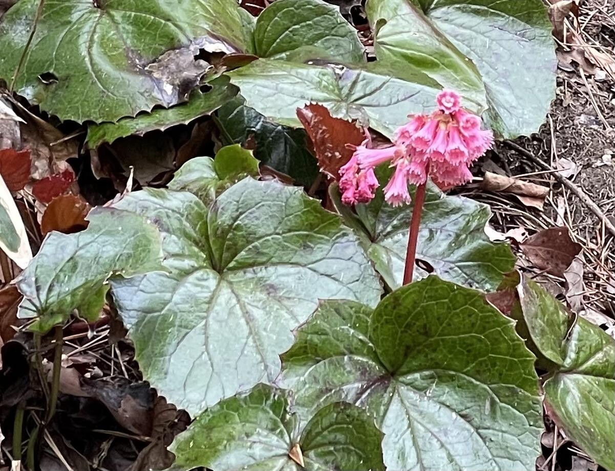 赤坂山 / watsonさんの三国山・乗鞍岳・赤坂山の活動データ | YAMAP / ヤマップ