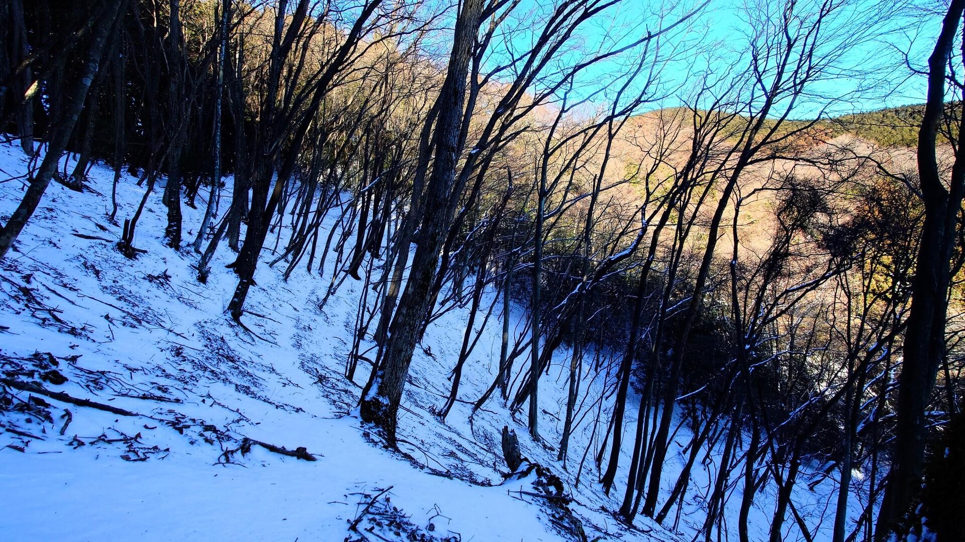 猟期終盤 / MCボビヲさんの武甲山・伊豆ヶ岳・小持山の活動データ | YAMAP / ヤマップ