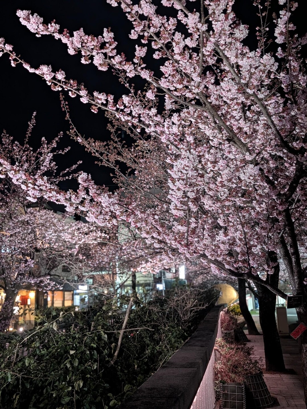 熱海梅園・あたみ桜 / jjさんのウォーキングの活動データ | YAMAP / ヤマップ