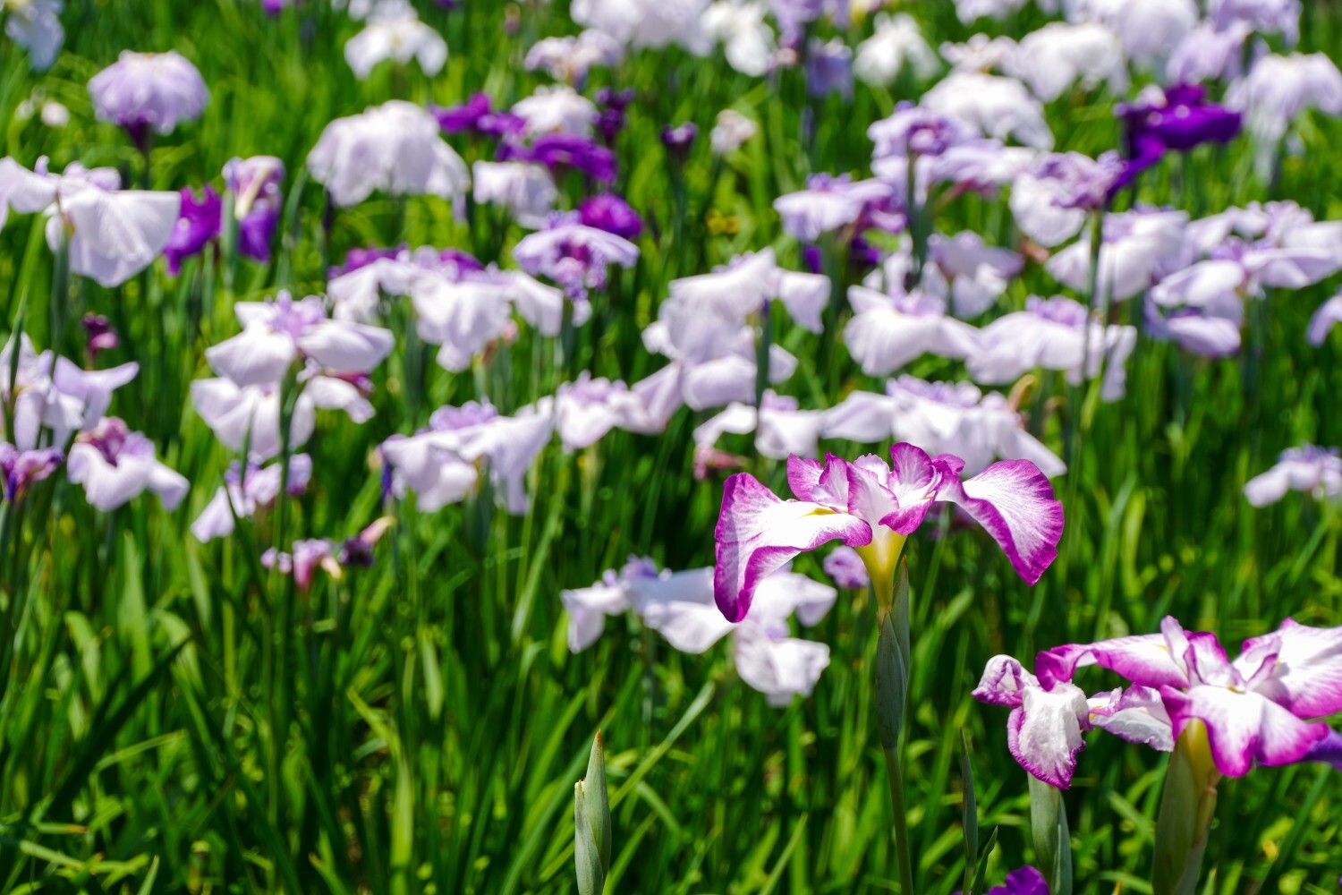 県立相模原公園近くにある水無月園の花菖蒲... / Hazzie.さんのモーメント | YAMAP / ヤマップ