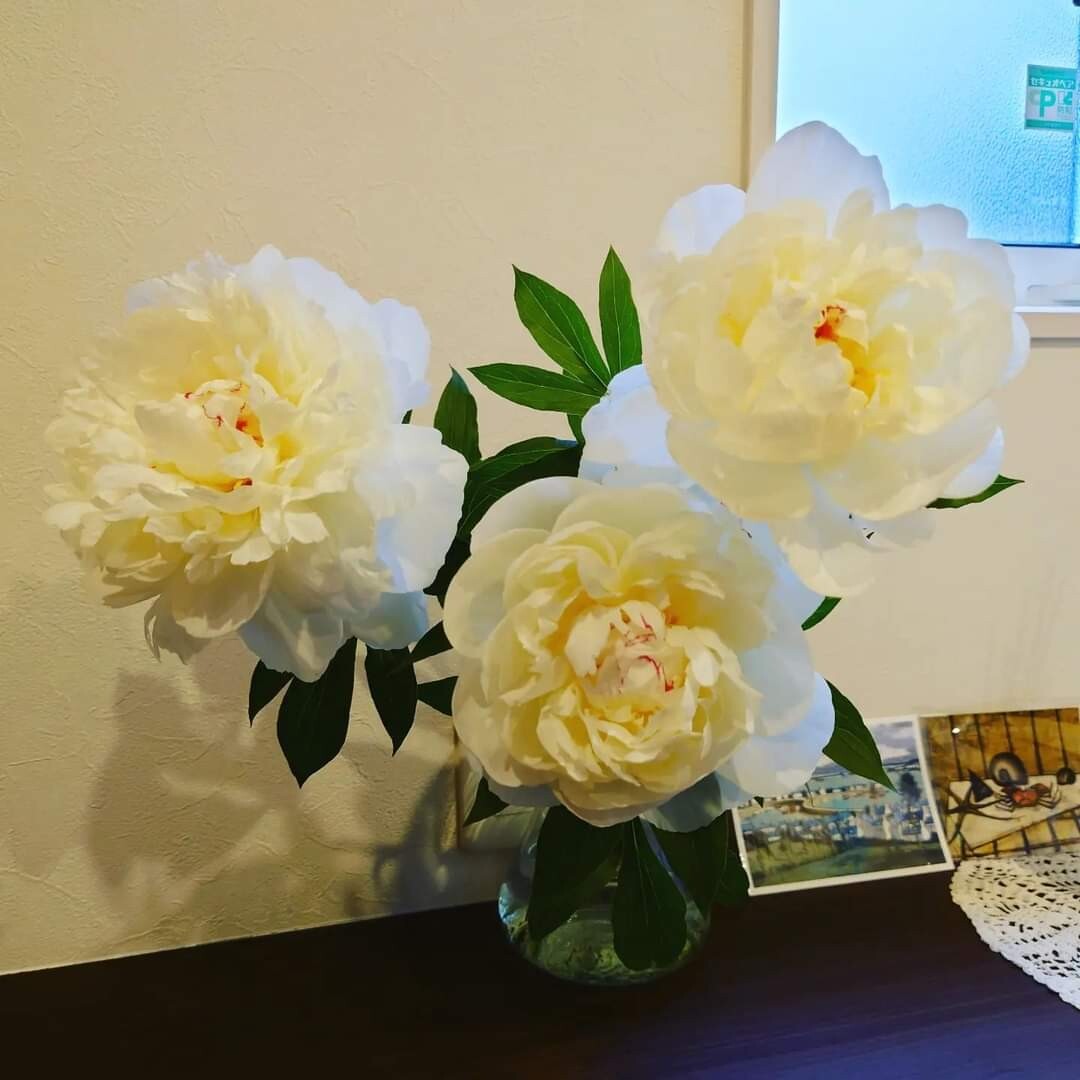 我が家の芍薬が咲きました / boze_384さんのモーメント | YAMAP / ヤマップ